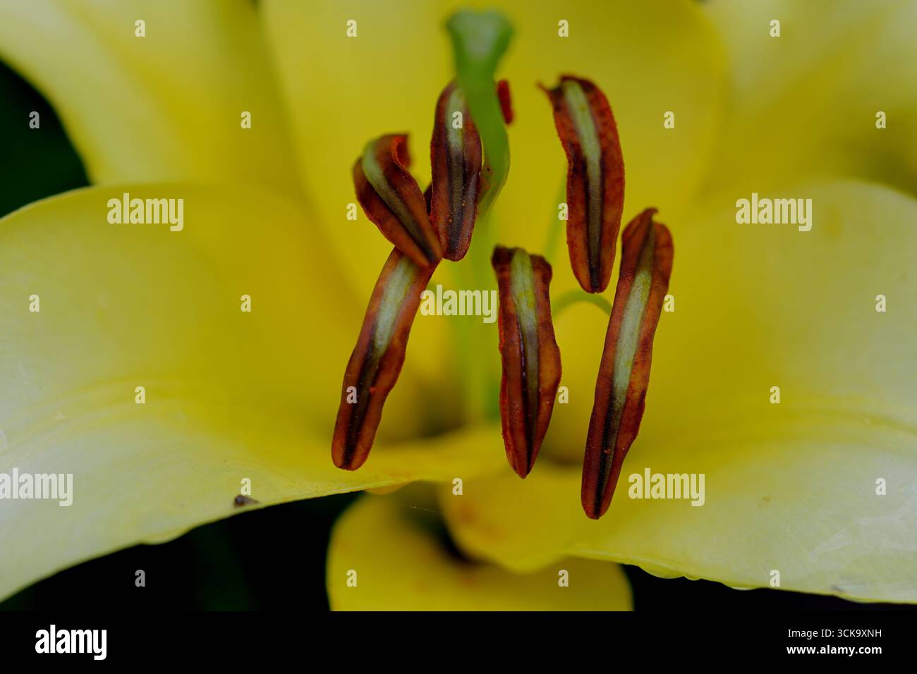 Pollen core hi-res stock photography and images - Alamy