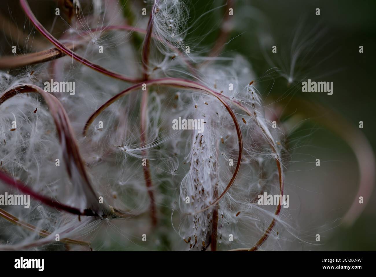 Seed pods detail hi-res stock photography and images - Alamy