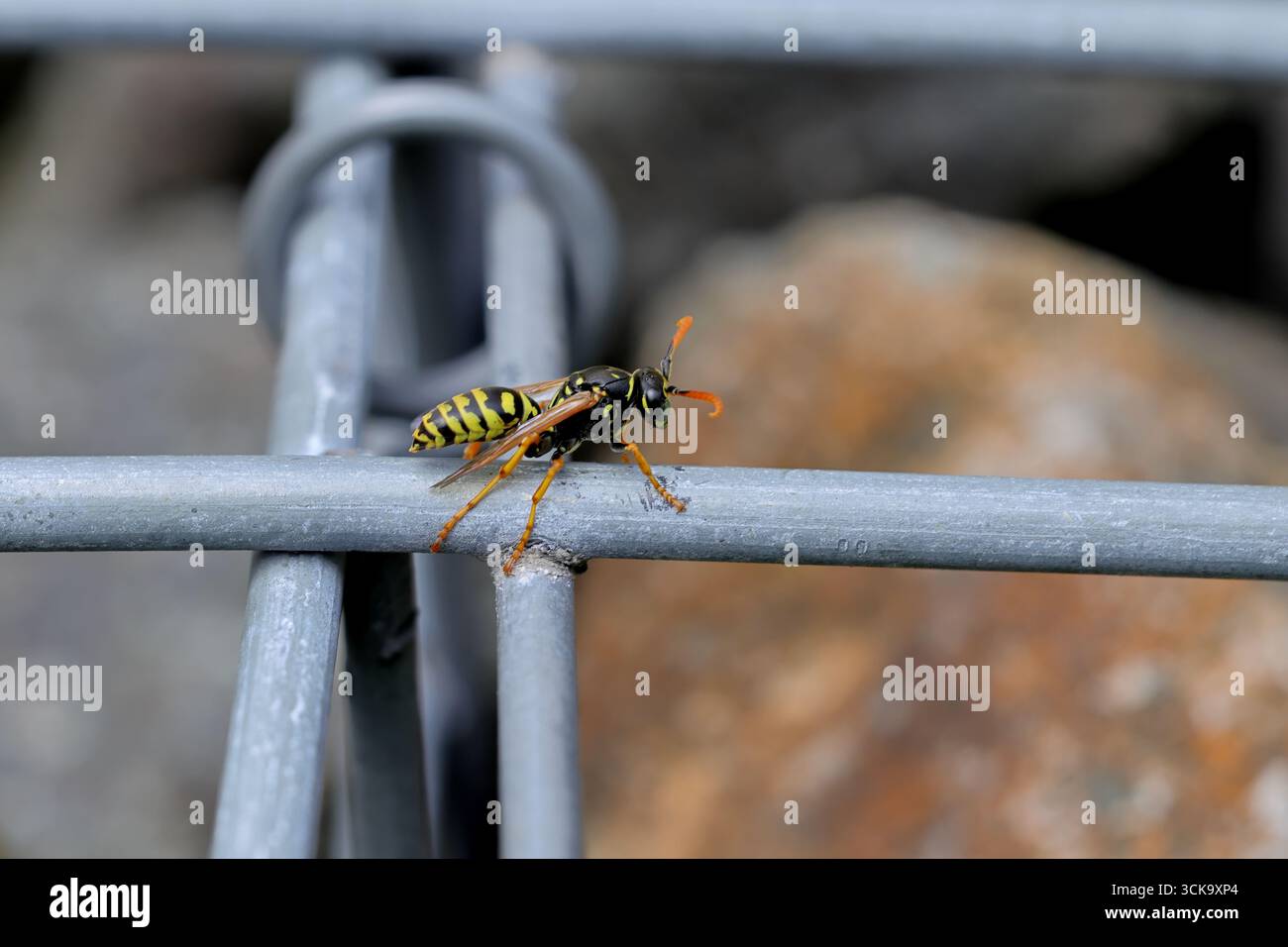 Paper wasp on galvanized metal grid in side profile, orange antennae ...