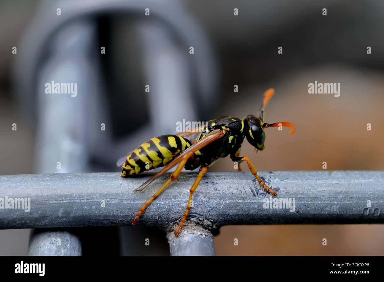 Close view of a paper wasp on a metal grid, segmented body and folded ...