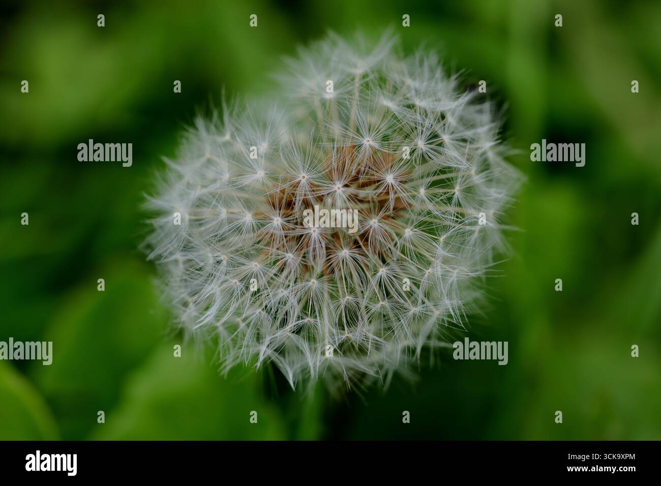 Pappus filaments hi-res stock photography and images - Alamy