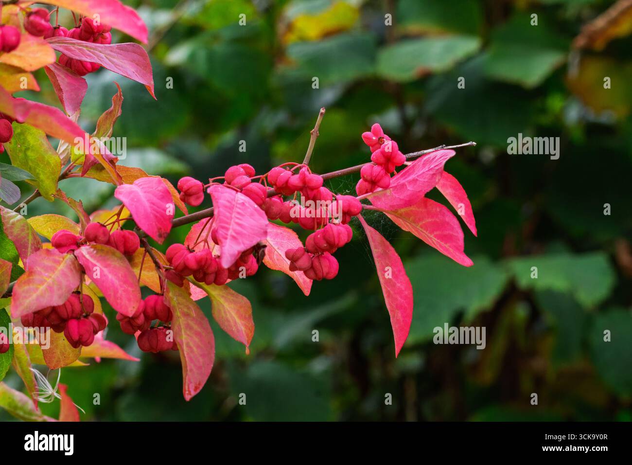 Spindle tree (Euonymus europaeus). The image shows as close-up the ...