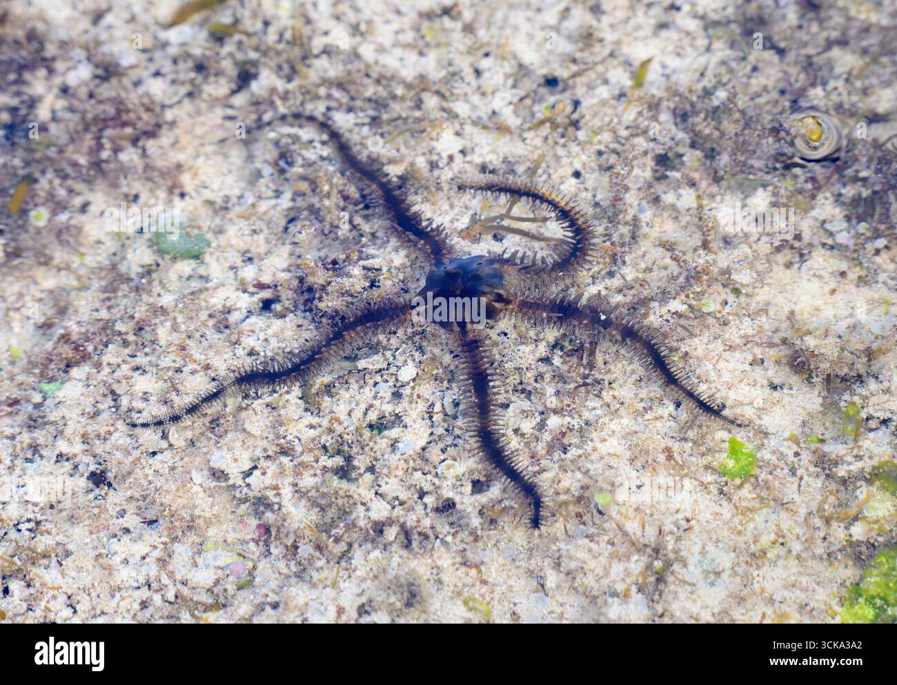Black brittle starfish hi-res stock photography and images - Alamy