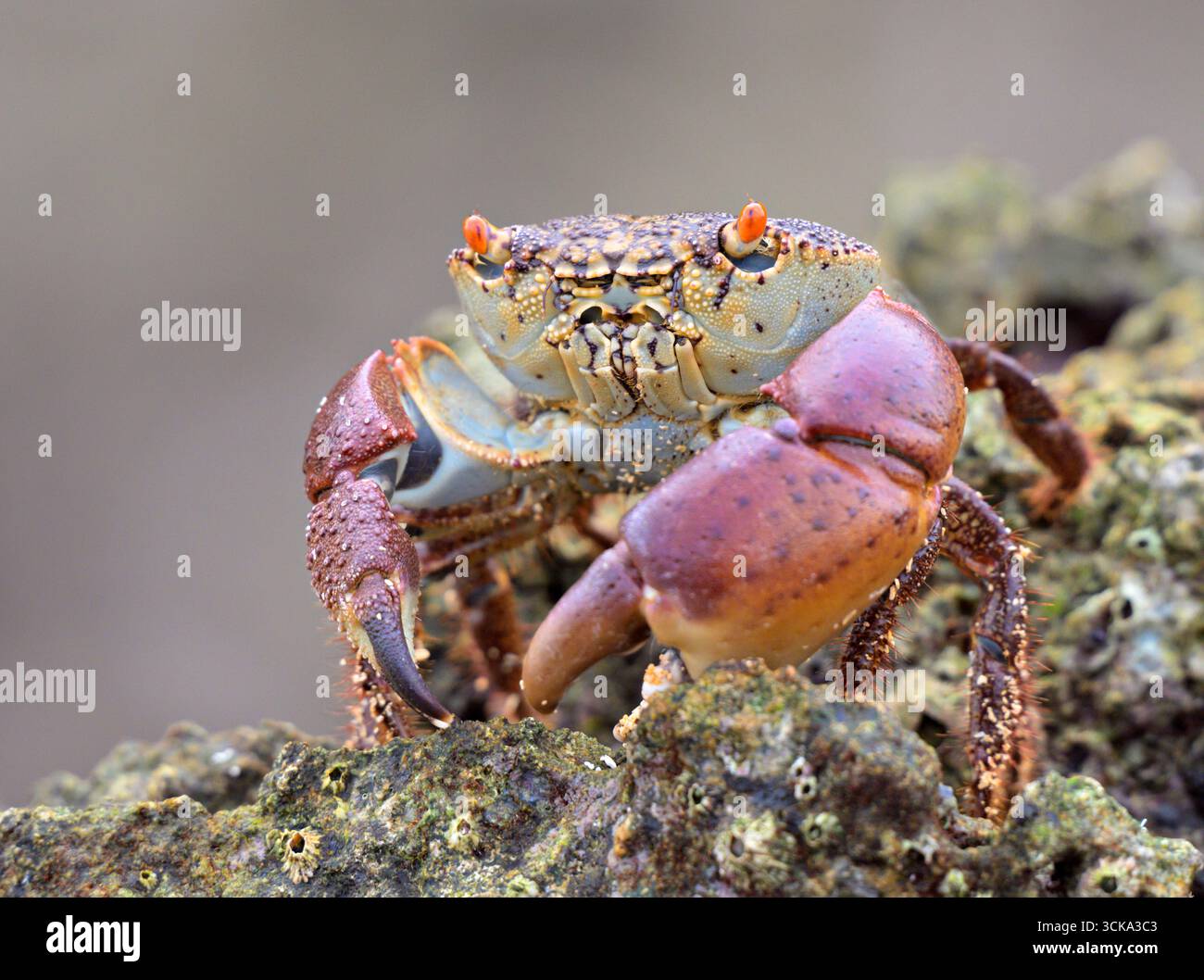 Eriphia smithii hi-res stock photography and images - Alamy
