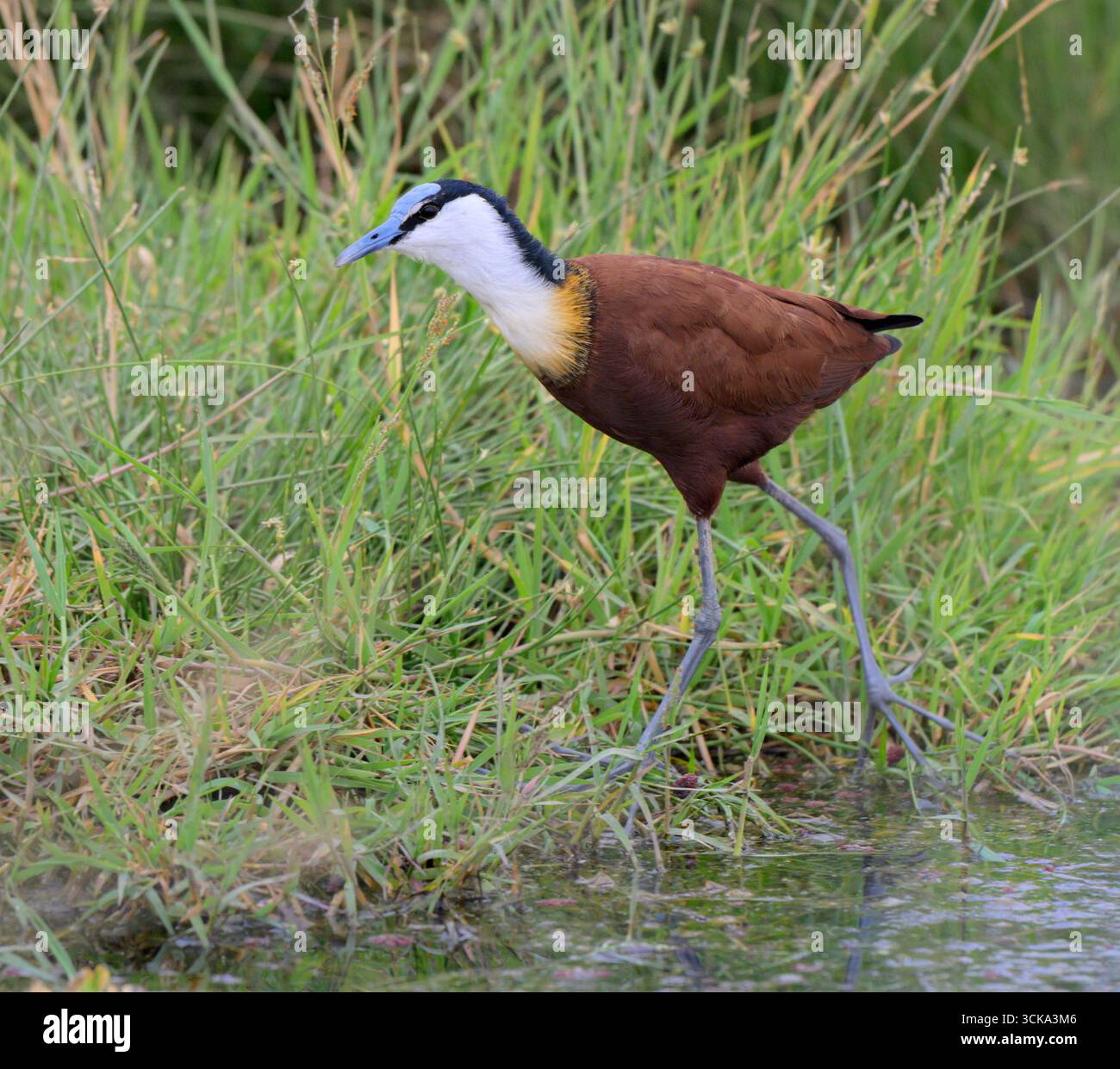 African Jacana (Actophilornis africanus) walking along lake edge, Lake ...