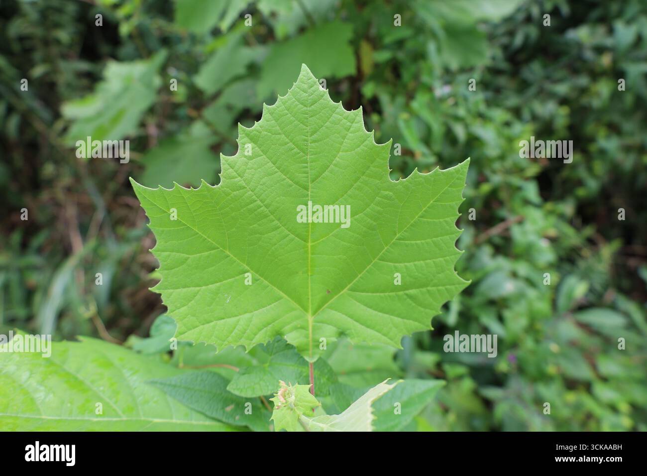 Sycamore tree leaf close-up nature background Stock Photo - Alamy