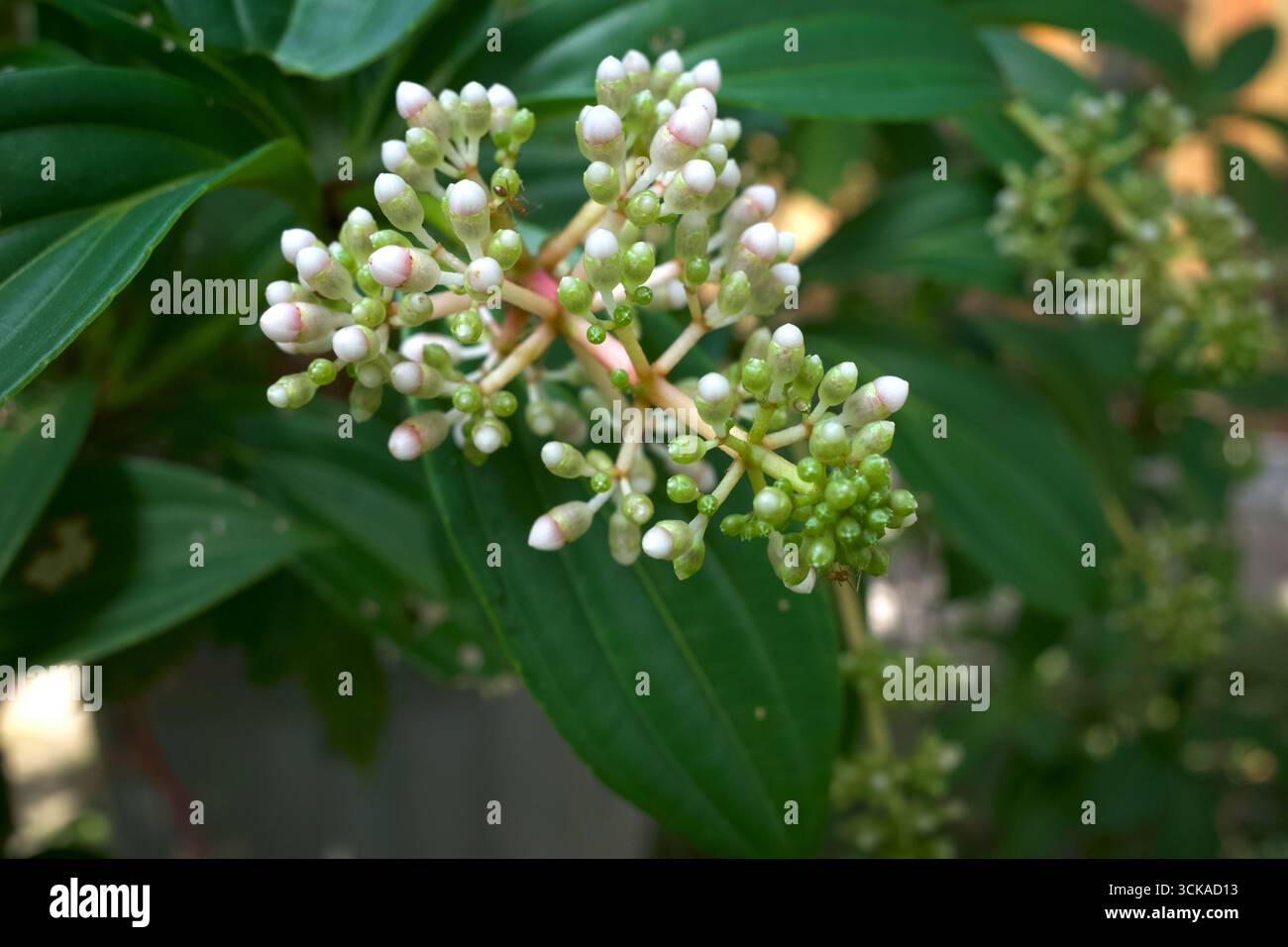 Parijoto flower (Medinilla speciosa Blume), Showy Asian grapes, in ...
