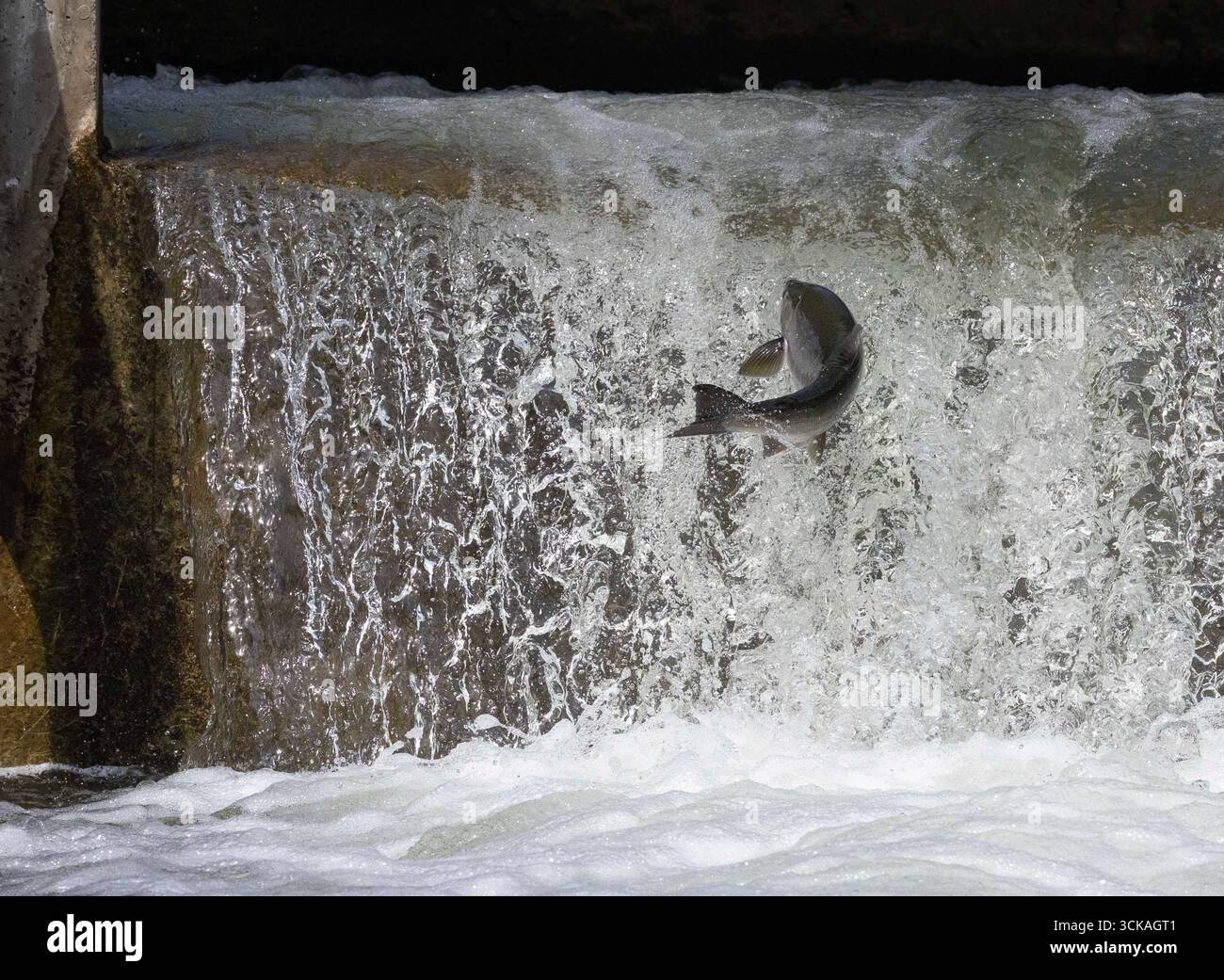 (250911) -- PORT HOPE, Sept. 11, 2025 (Xinhua) -- A fish tries to jump ...