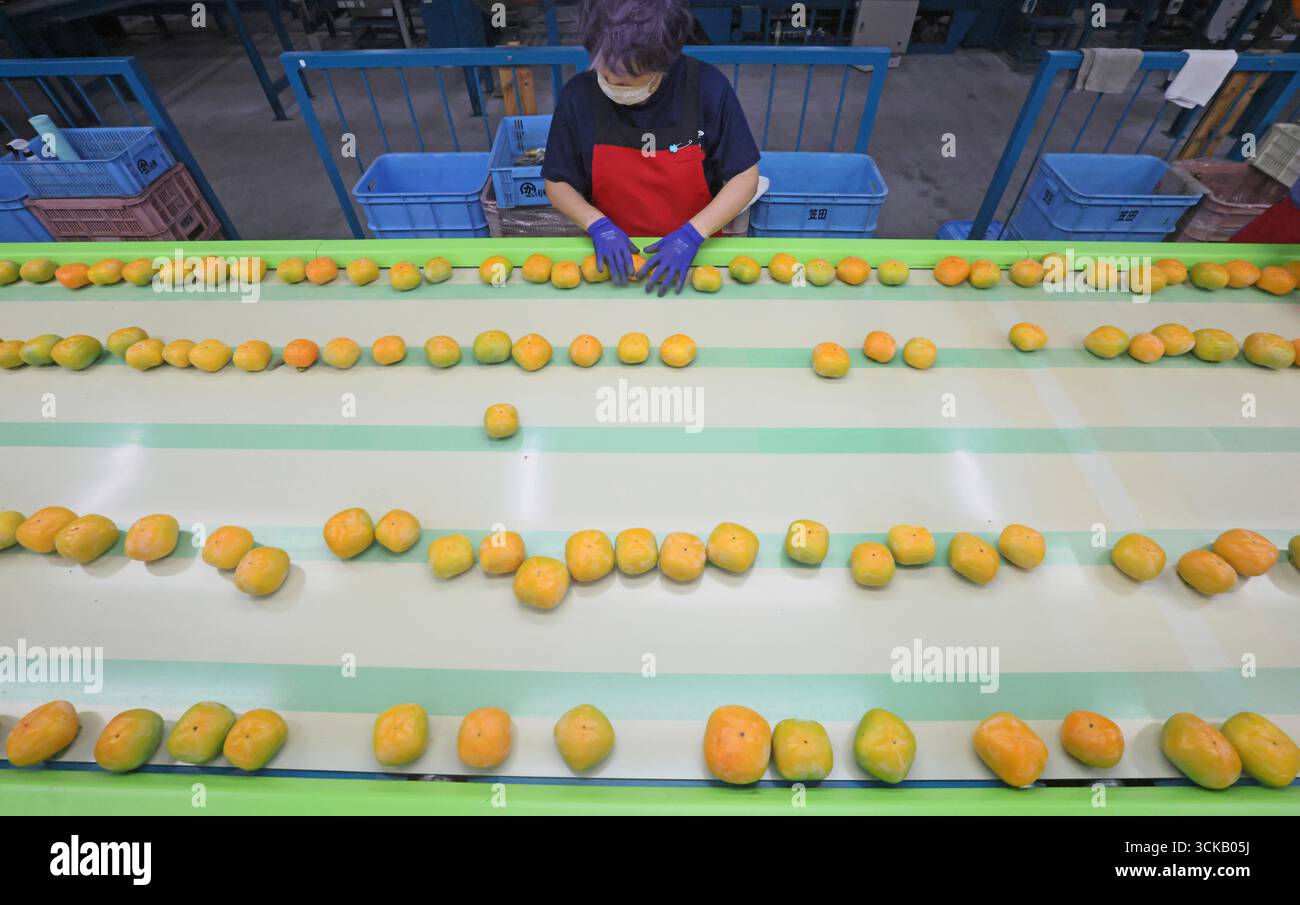People preparing seedless persimmons for shipment in Katsuragi Town ...