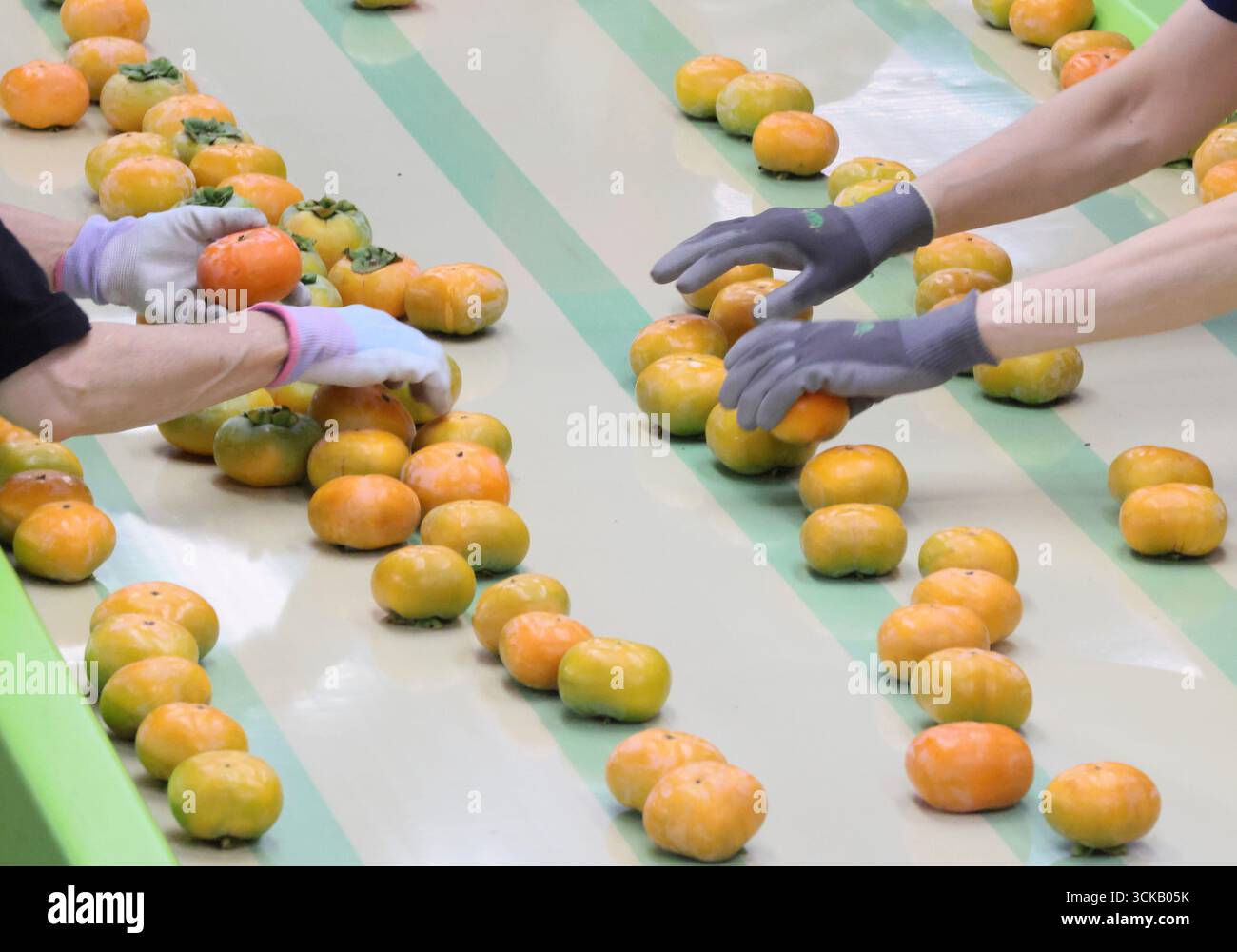 People preparing seedless persimmons for shipment in Katsuragi Town ...