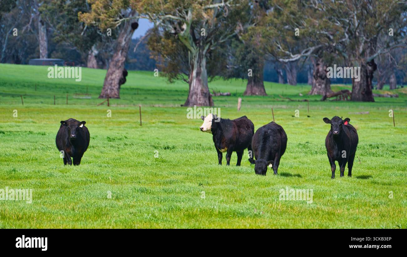 Group of black beef cattle grazing beneath large gum trees on lush ...