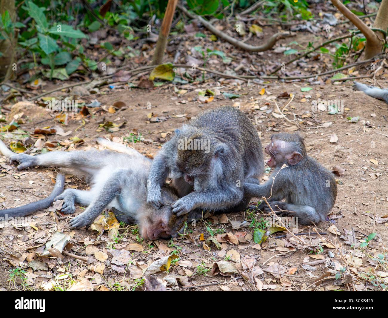 The Sacred Monkey Forest Sanctuary is a nature reserve and temple ...