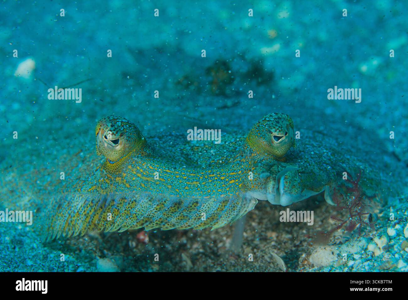 A flatfish glides slowly over the white sand of the seabed Stock Photo ...
