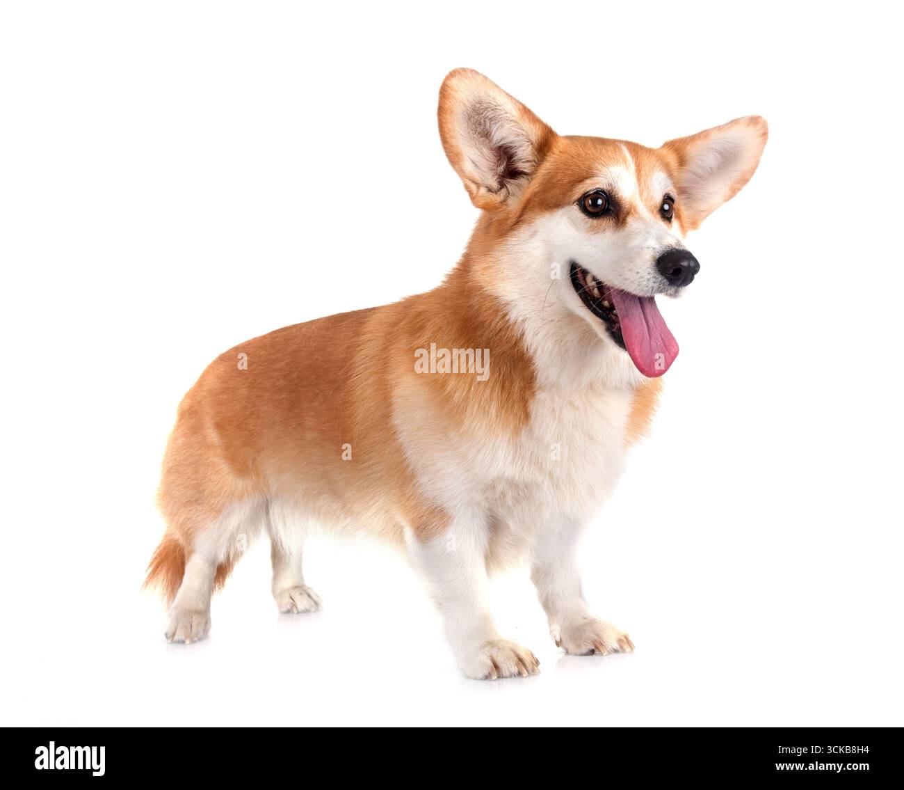 Welsh corgi puppy in Cut Out Stock Images & Pictures - Alamy