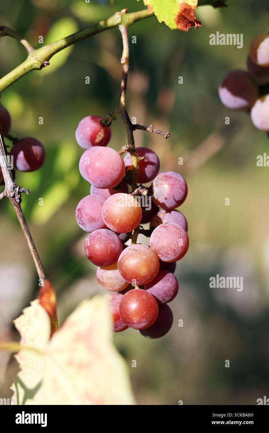 Grapes of the Lydia variety. Close-up of bunches of grapes ripening in ...