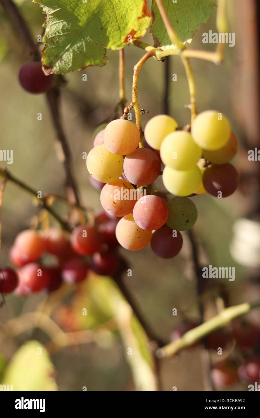 Grapes of the Lydia variety. Close-up of bunches of grapes ripening in ...