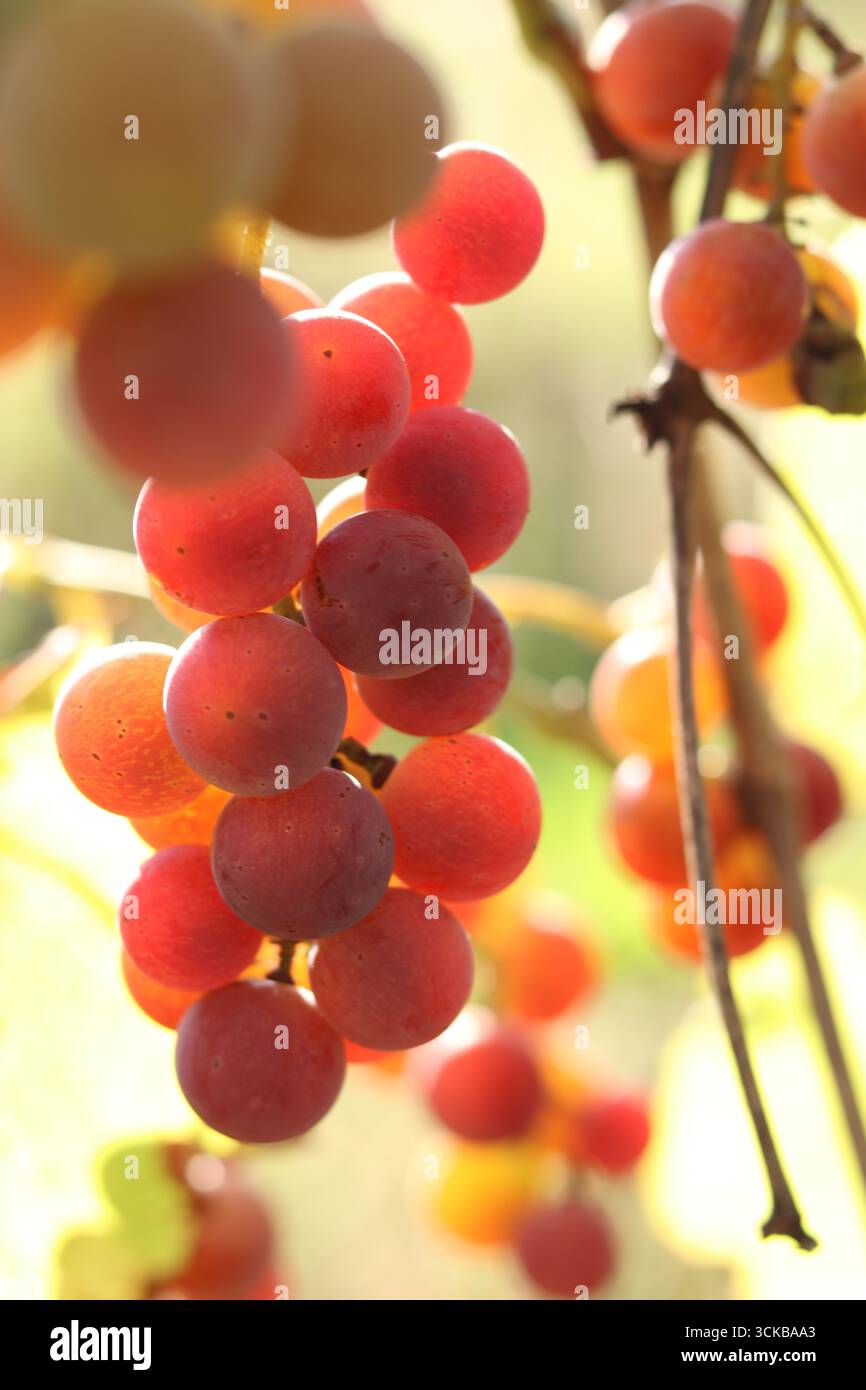 Grapes of the Lydia variety. Close-up of bunches of grapes ripening in ...