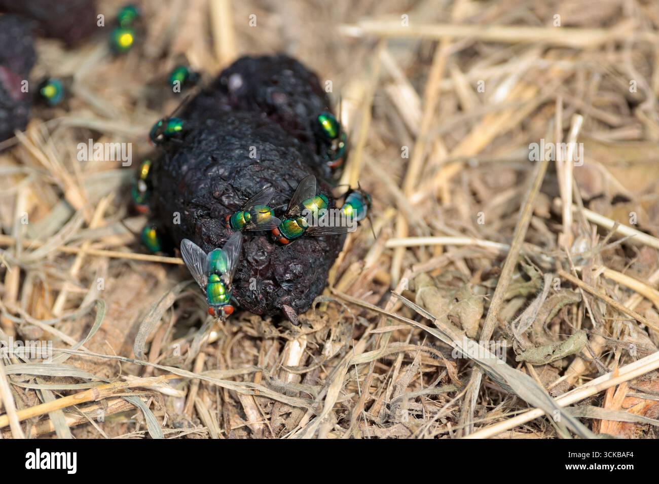 Greenbottle flies Lucilia caesar or sericata, on animal faeces shiny ...