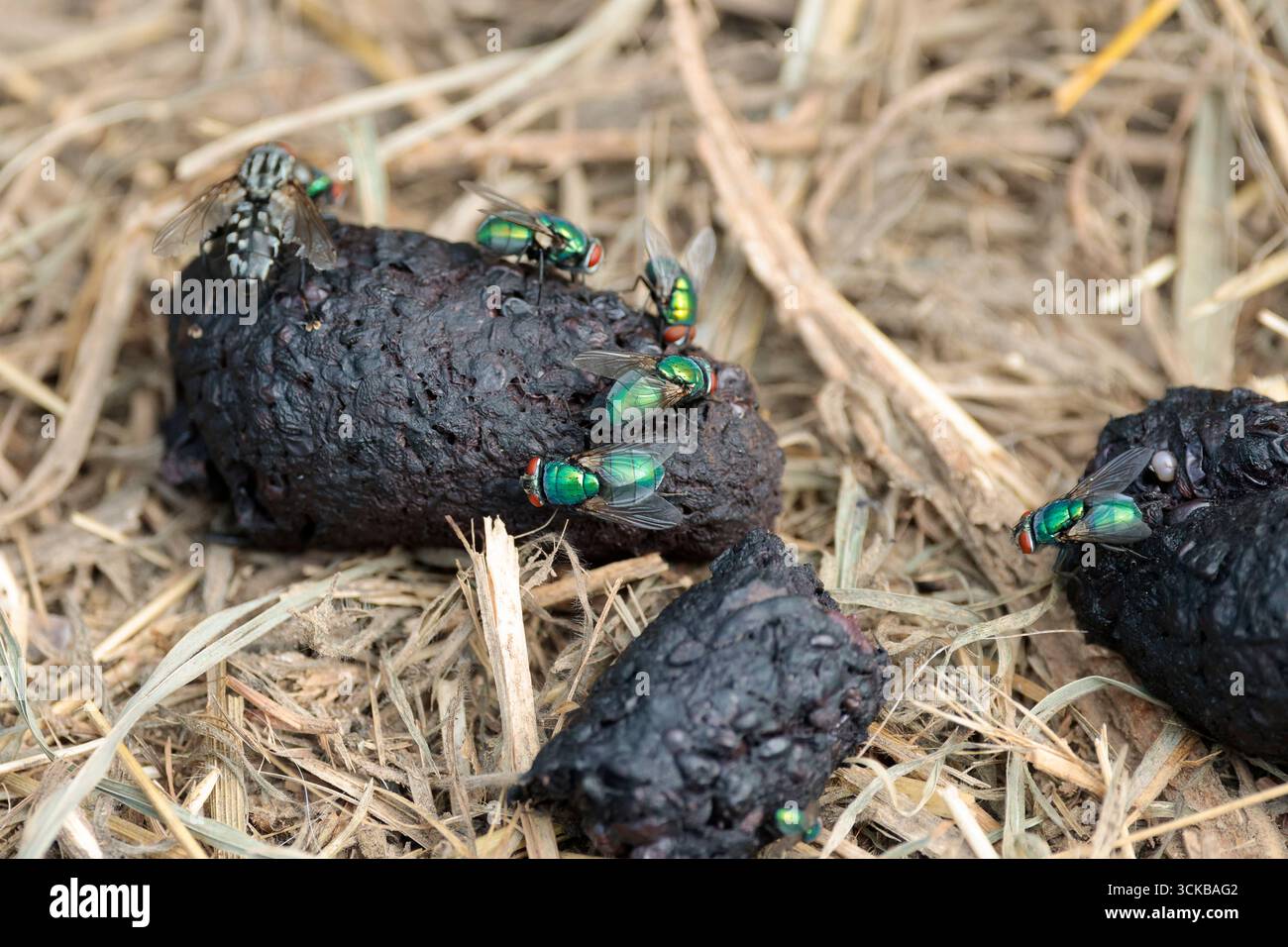 Metallic green body bodies hi-res stock photography and images - Alamy