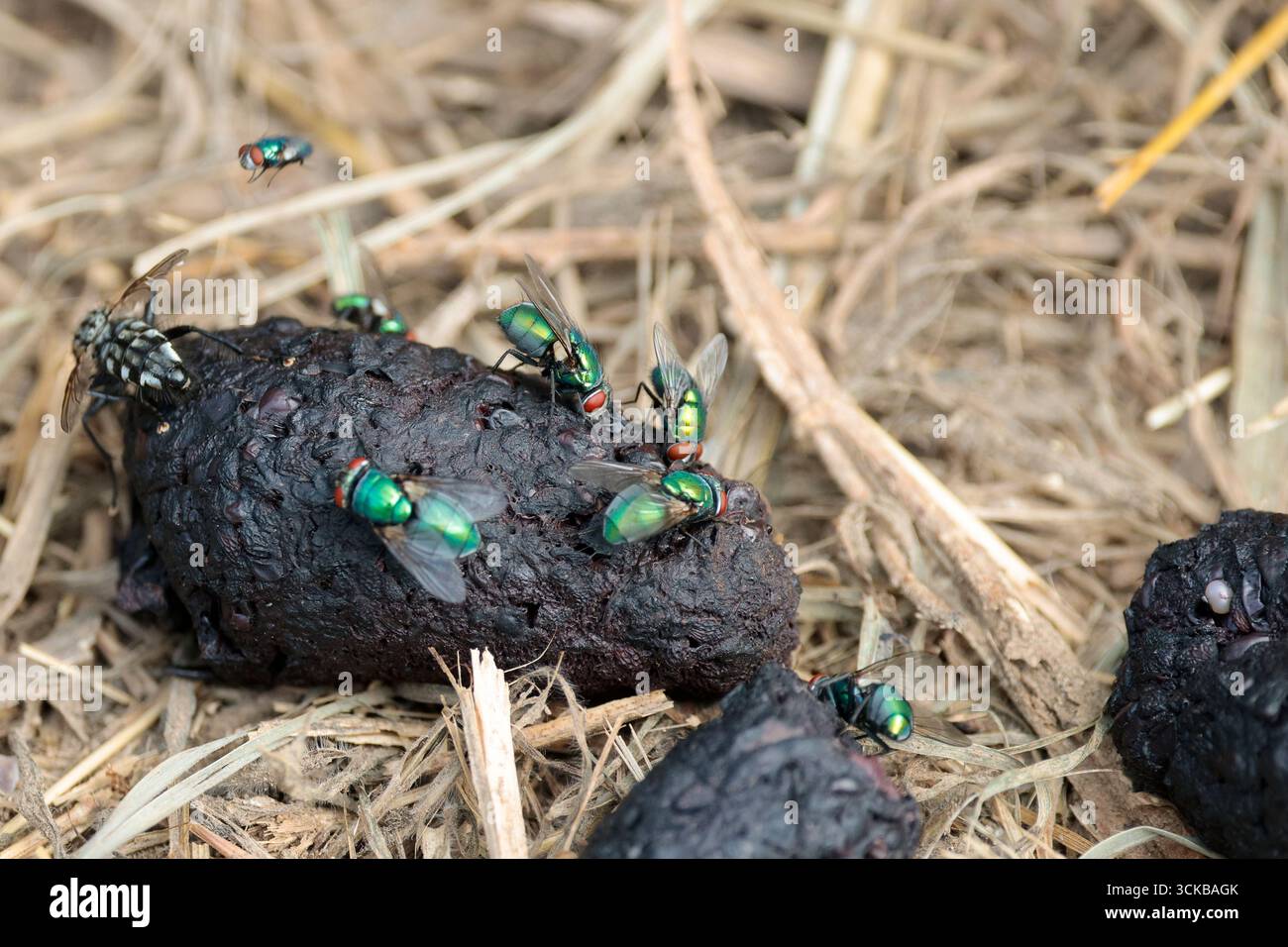 Shiny green body bodies hi-res stock photography and images - Alamy