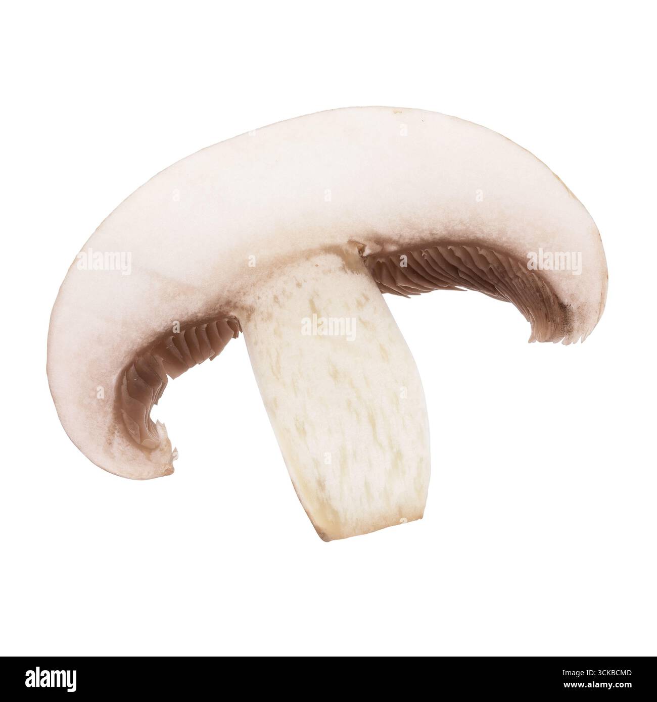 Champignon slice isolated on white background, cut in half raw mushroom ...