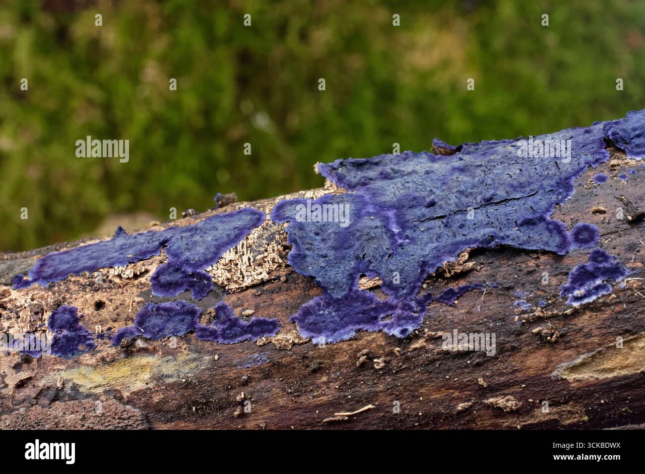 Cobalt crust fungus (Terana caerulea) on a rotting Ash (Fraxinus ...