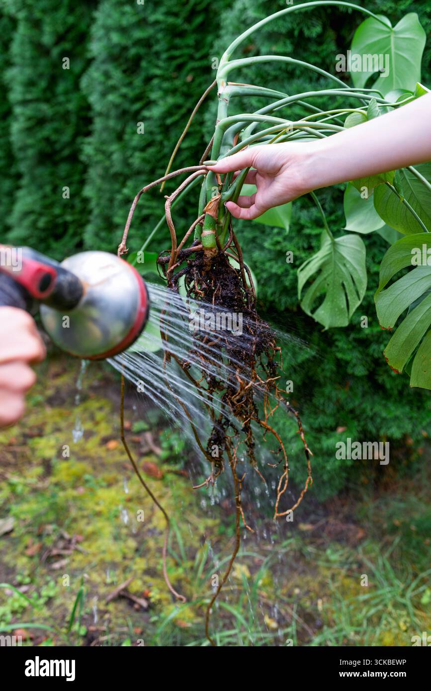Watering and washing exposed monstera roots outdoors for plant care and ...
