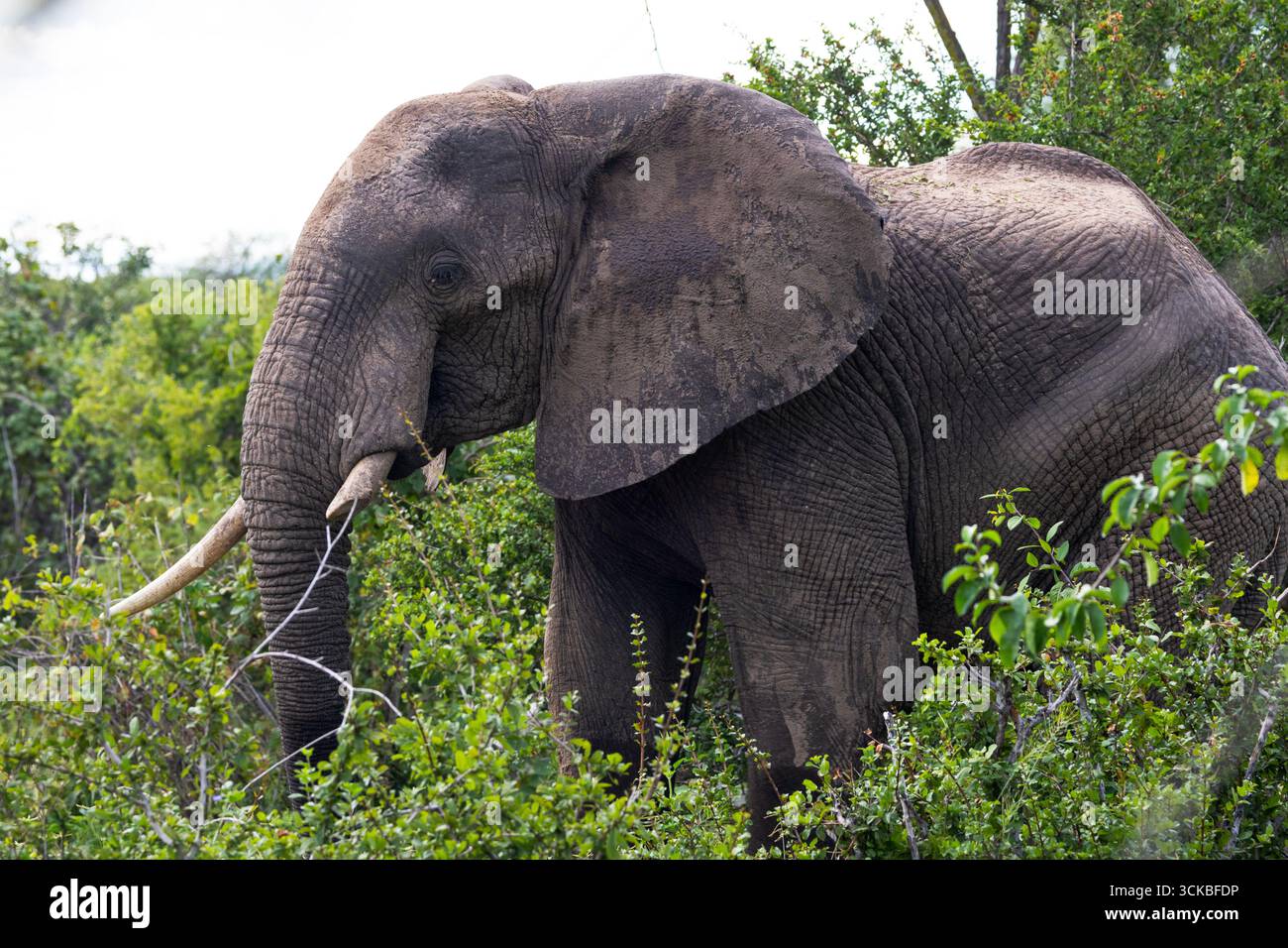 A bull with a broken left tusk gives an easy means of identifying an ...