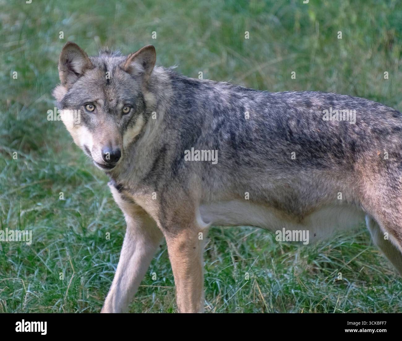 Wolf-Europaeischer Grauwolf in Deutschland in Aktion. Wolf-Grauwolf ...