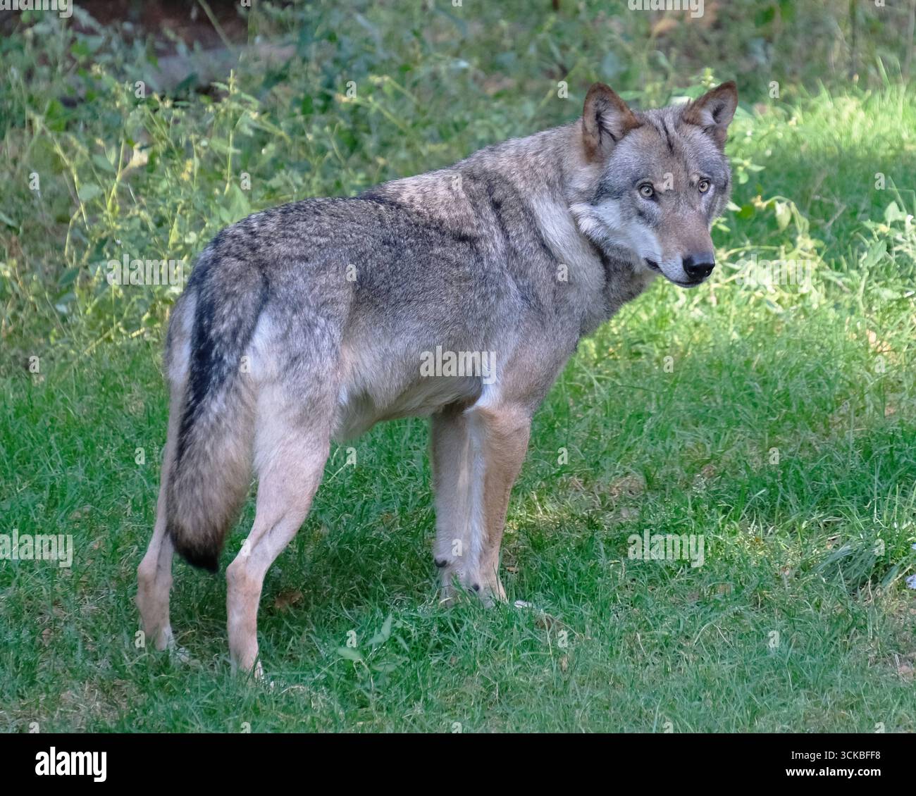 Wolf-Europaeischer Grauwolf in Deutschland in Aktion. Wolf-Grauwolf ...