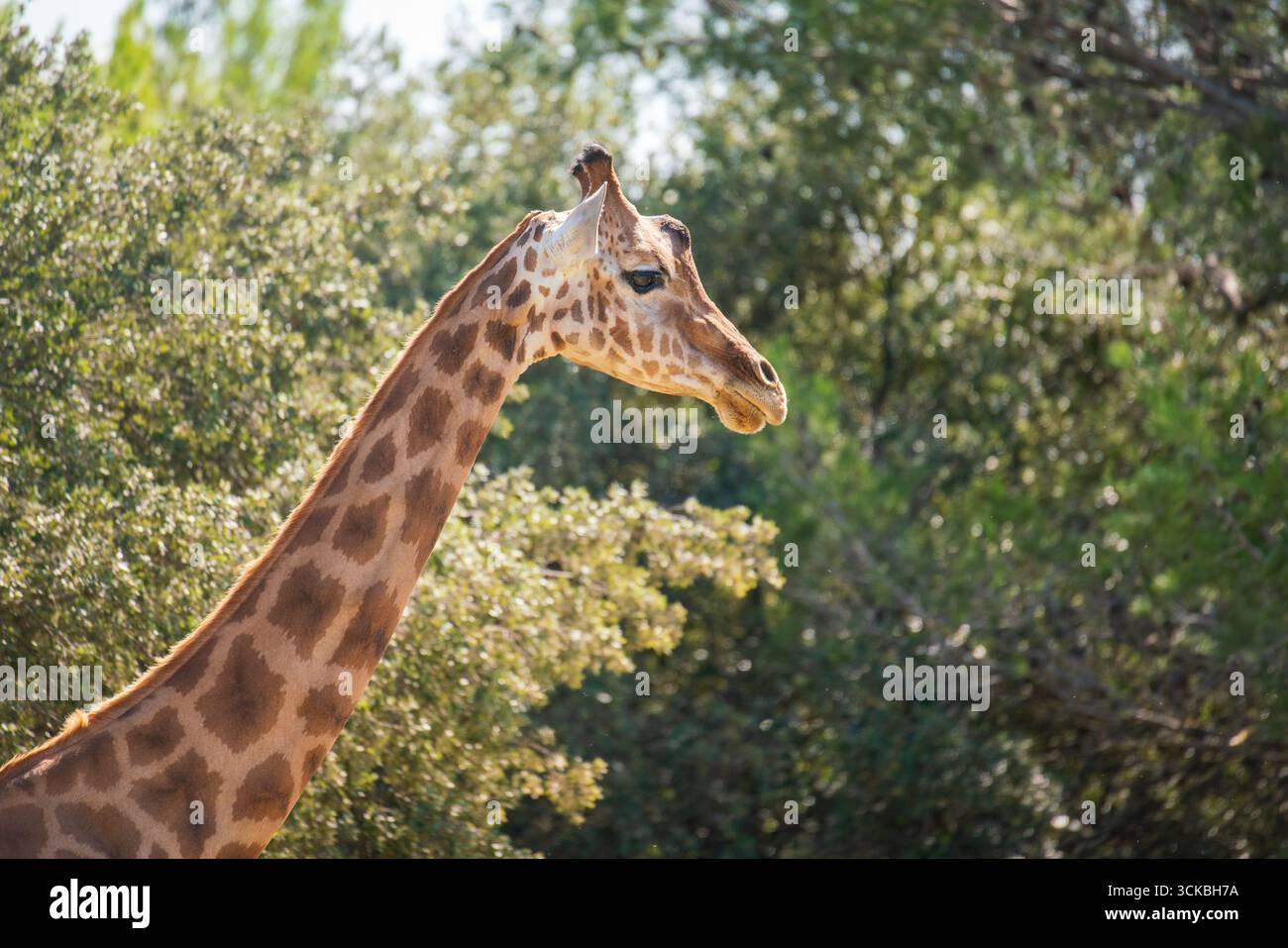 Masai giraffe (Giraffa camelopardalis tippelskirchi) displays its ...