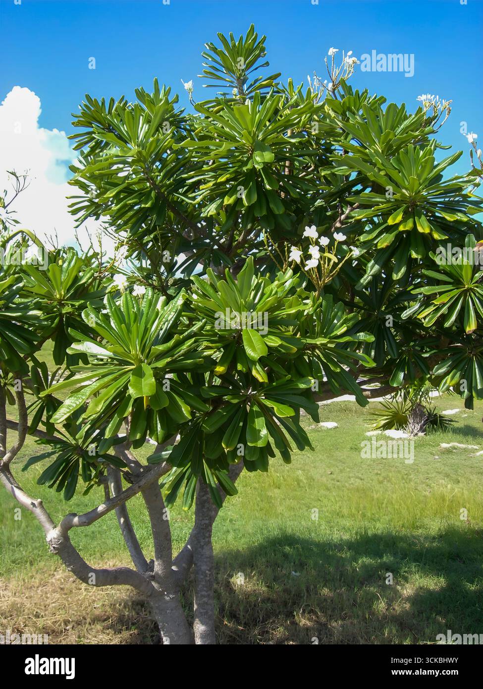 Tropical flowers guam hi-res stock photography and images - Alamy