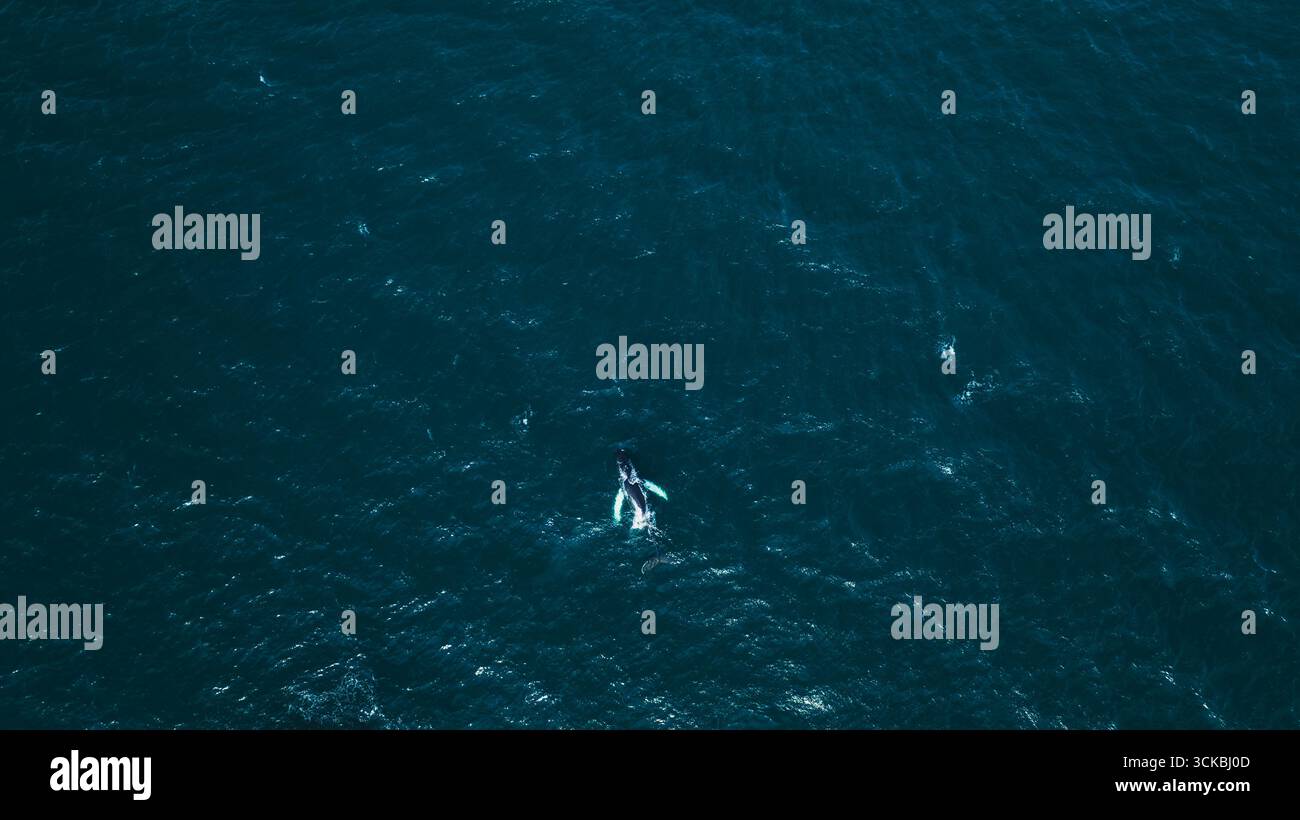 Whale white fins swims hi-res stock photography and images - Alamy