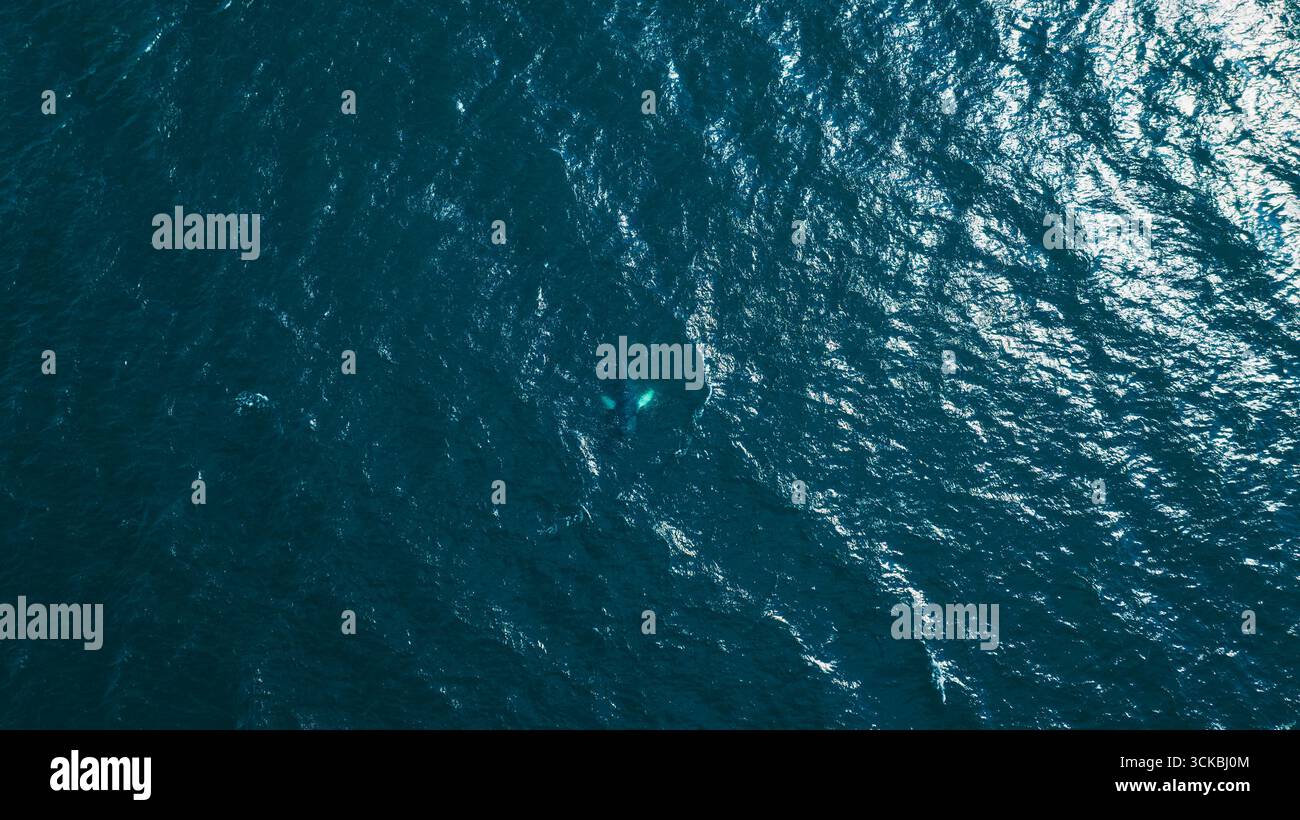 Aerial perspective of a whale beneath deep blue ocean waters, with ...