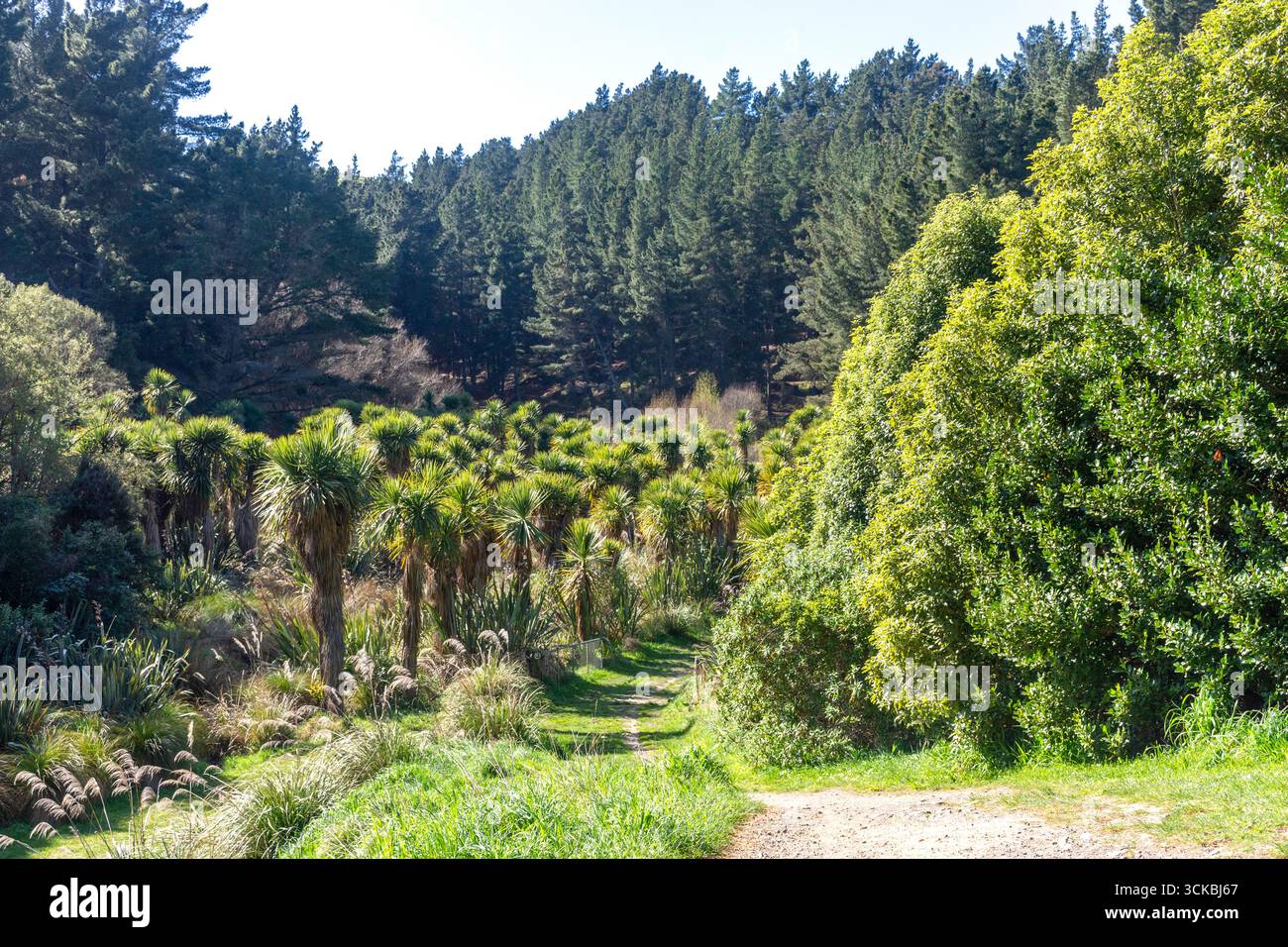 Trees cabbage native halswell quarry kennedys bush road christch hi-res ...