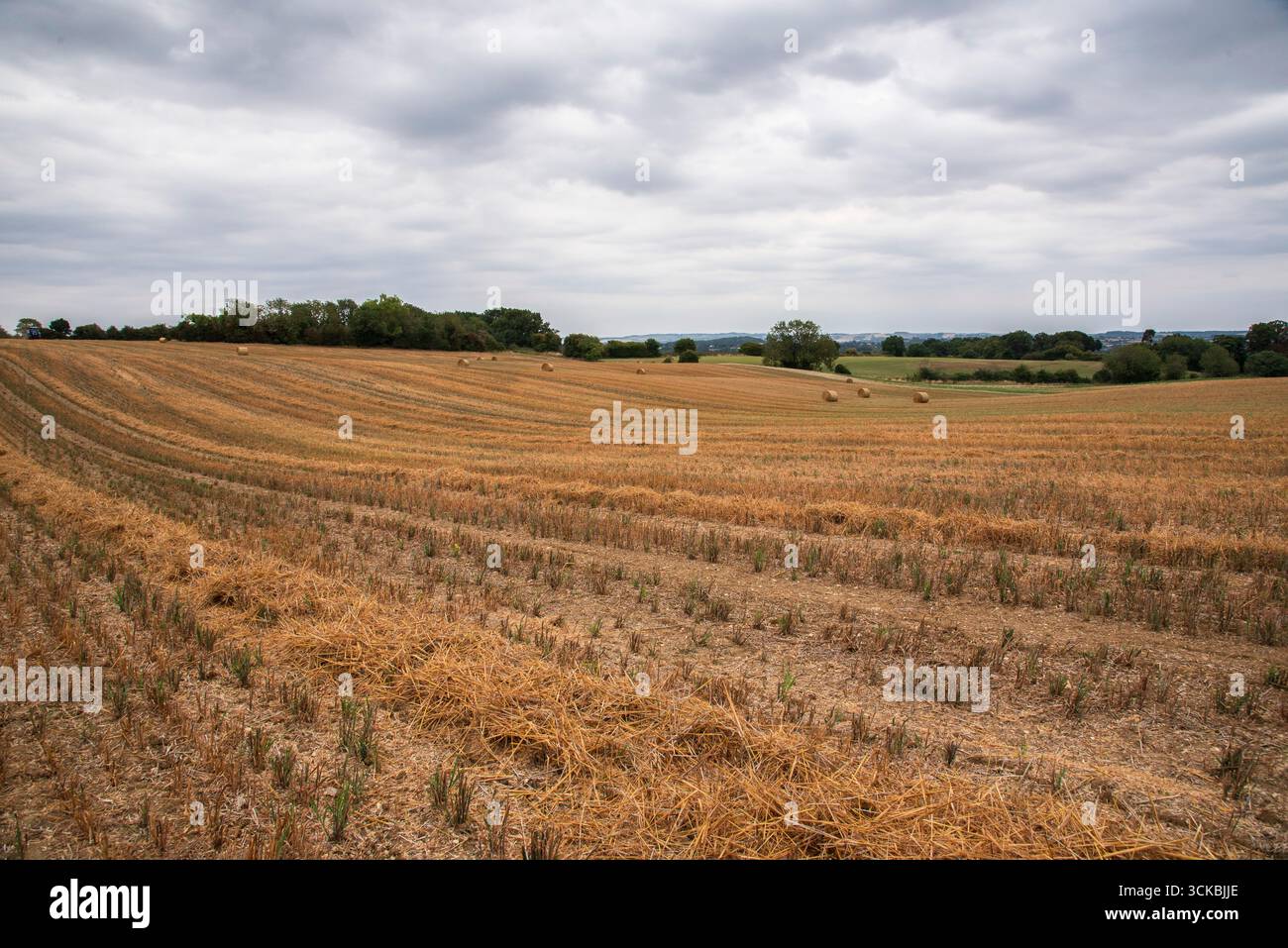 Farming of straw harvest field of cut straw Stock Photo - Alamy