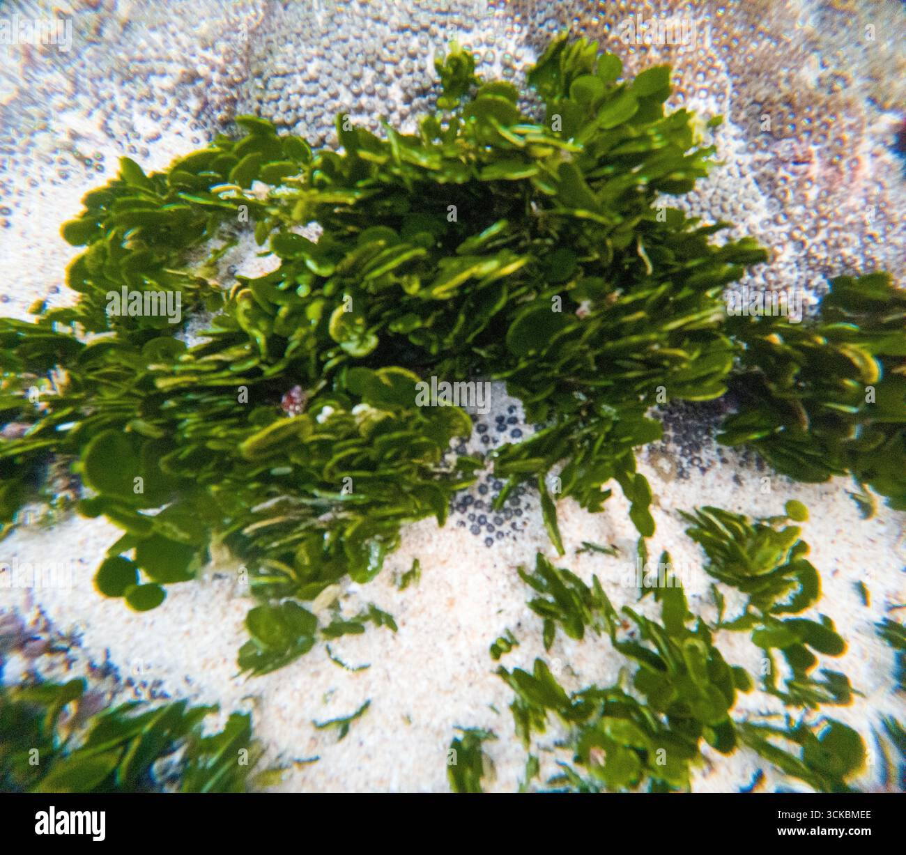 Halimeda discoidea (Money Plant) in the water. Halimeda discoidea is a ...