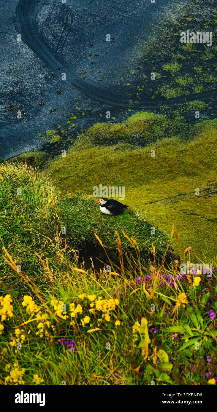 Puffin perches on grassy hi-res stock photography and images - Alamy