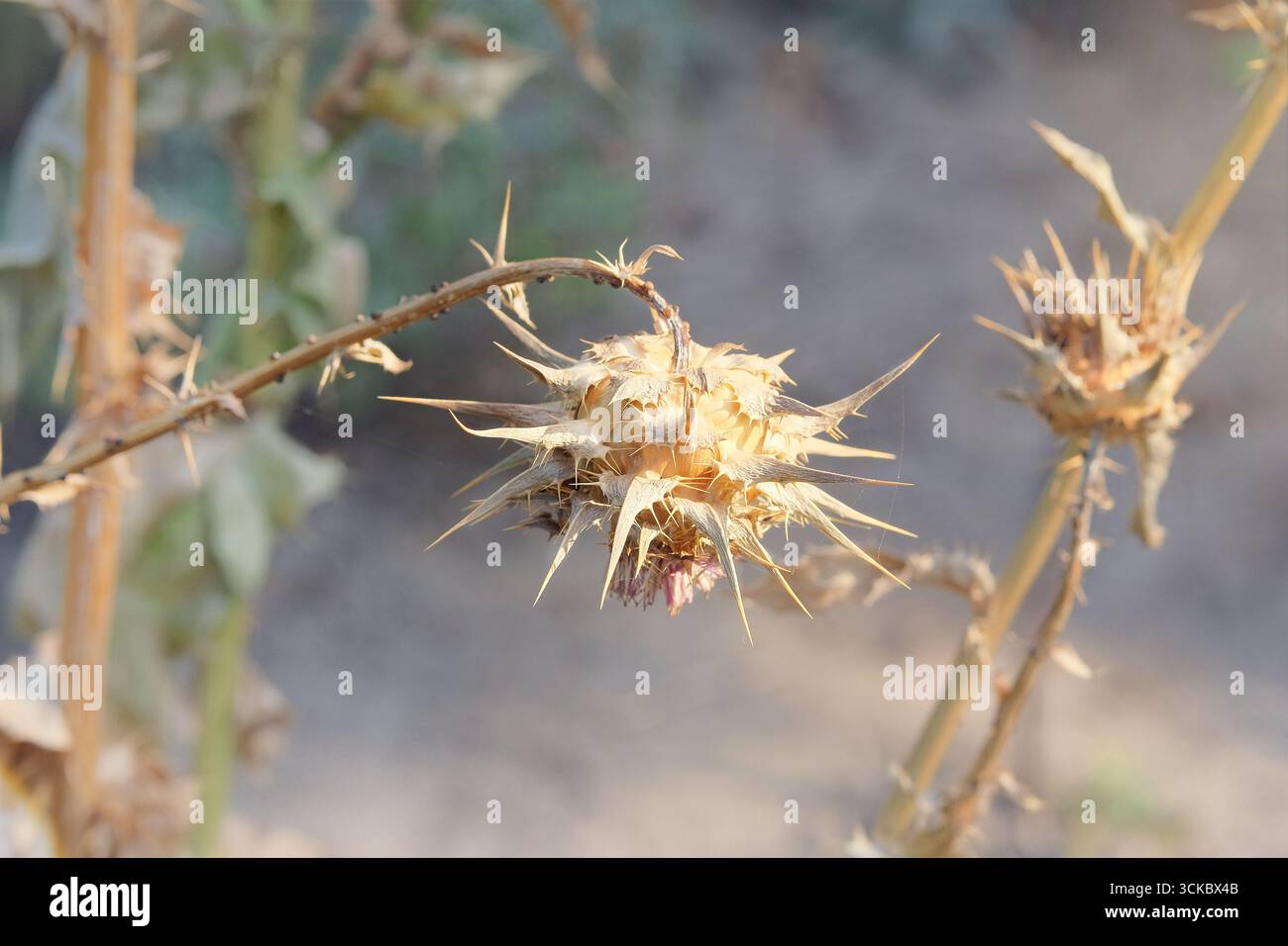Thorn plant in garden in sunny day. Dry Carduus nutans grows in autumn ...