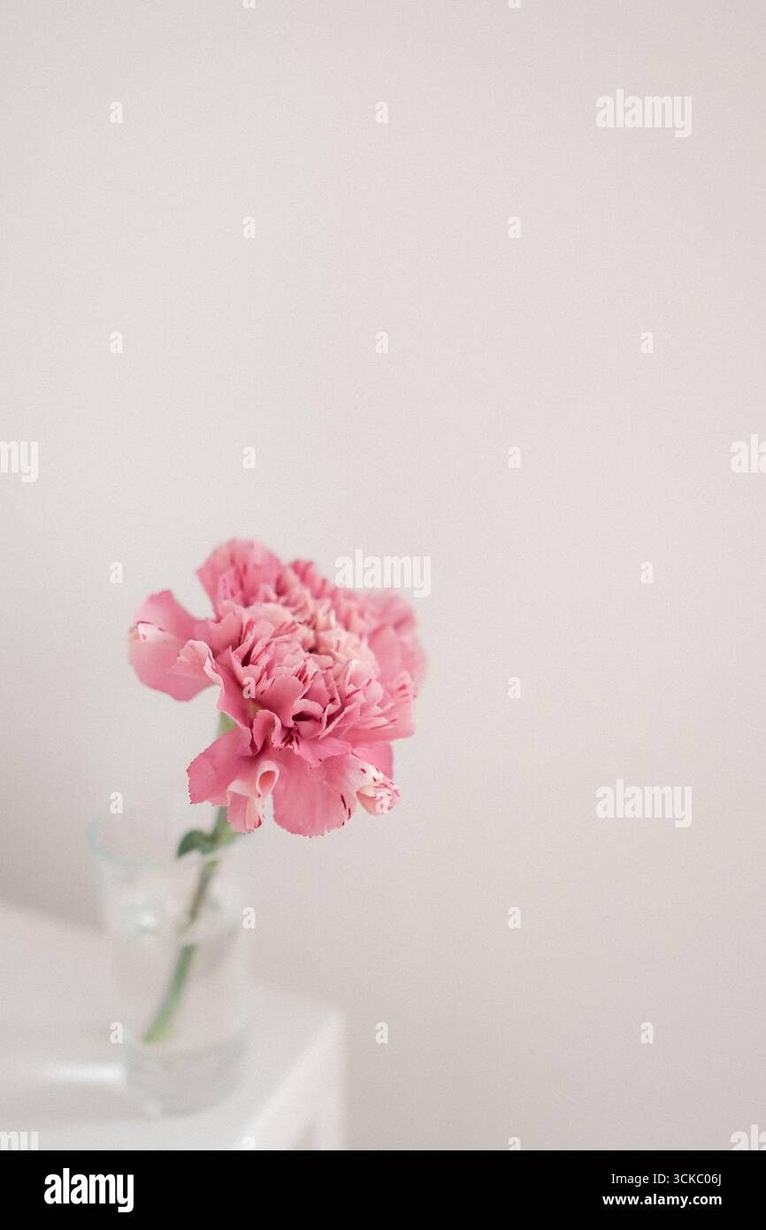 Soft pink interior hi-res stock photography and images - Alamy