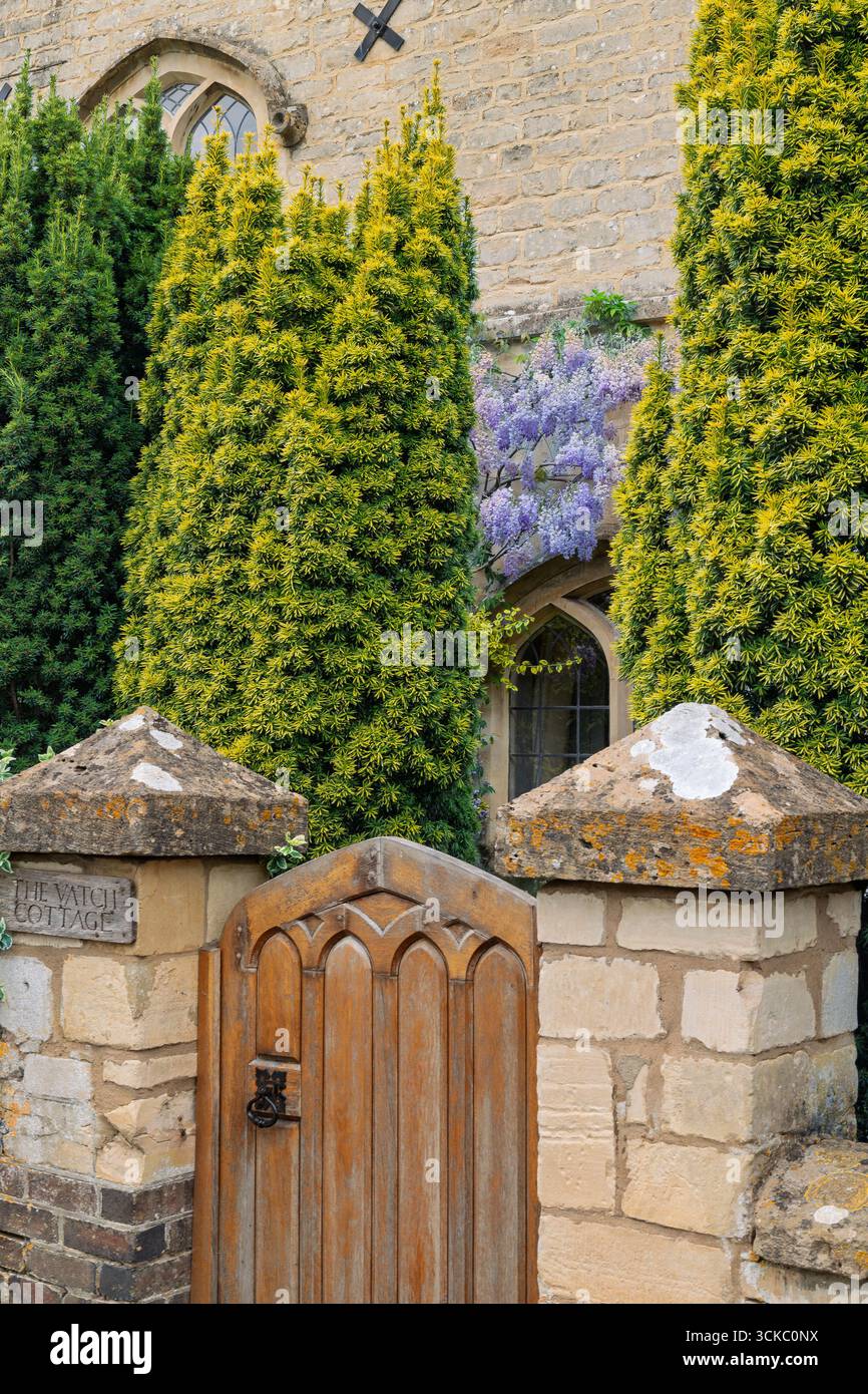 Standish dwarf yew hi-res stock photography and images - Alamy