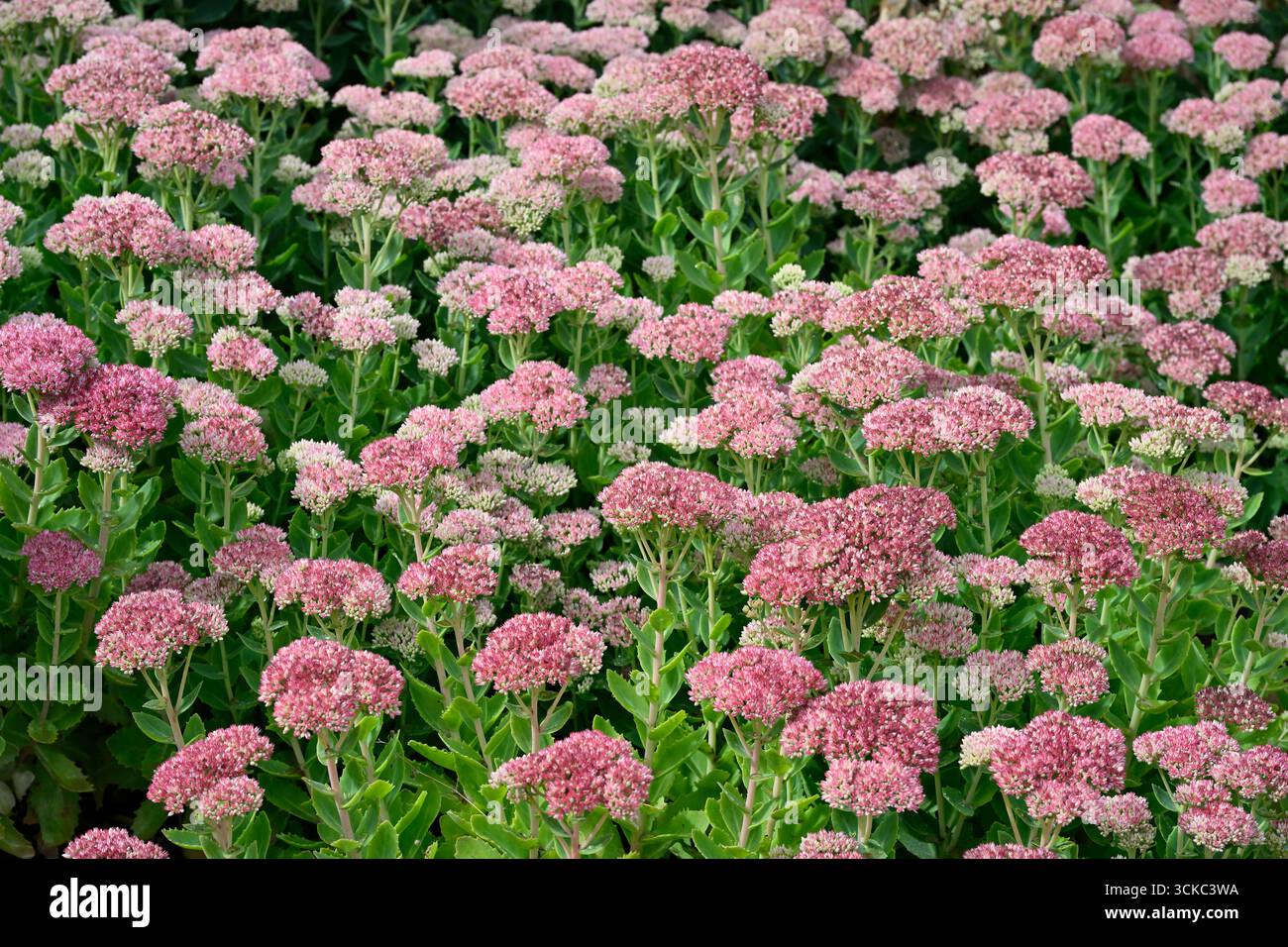 Pink autumn flowers of Hylotelephium Herbstfreude also known as ...