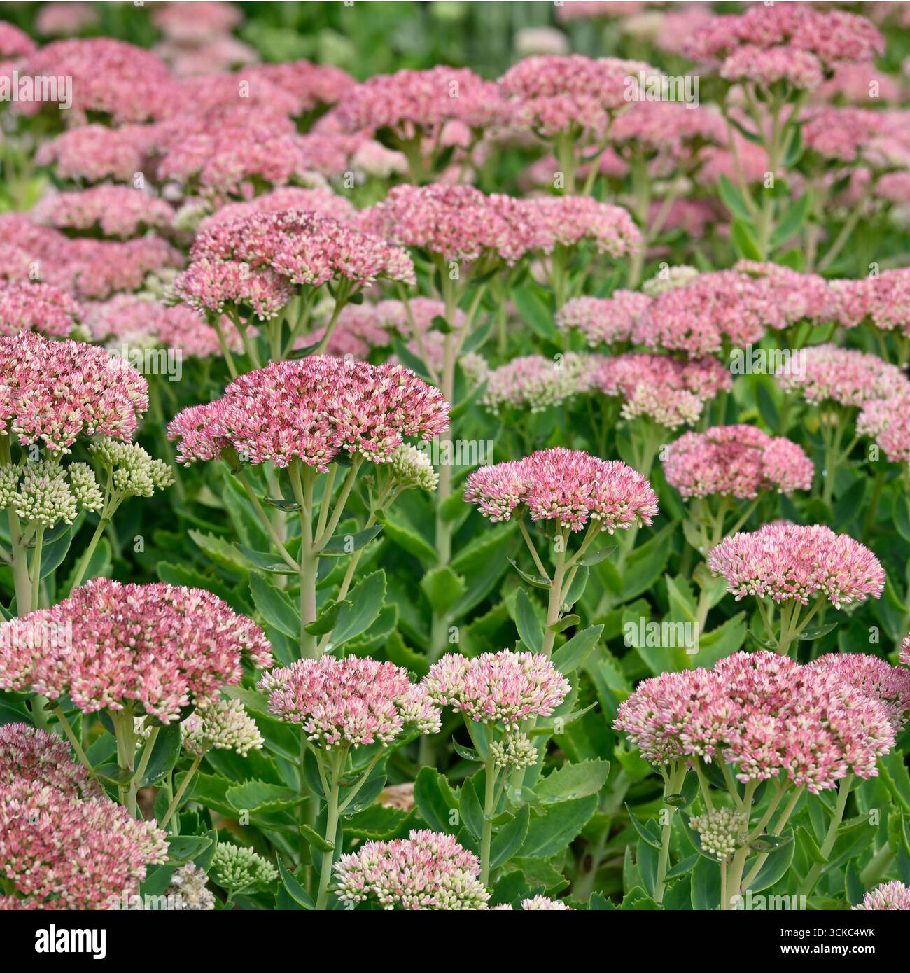 Pink autumn flowers of Hylotelephium Herbstfreude also known as ...