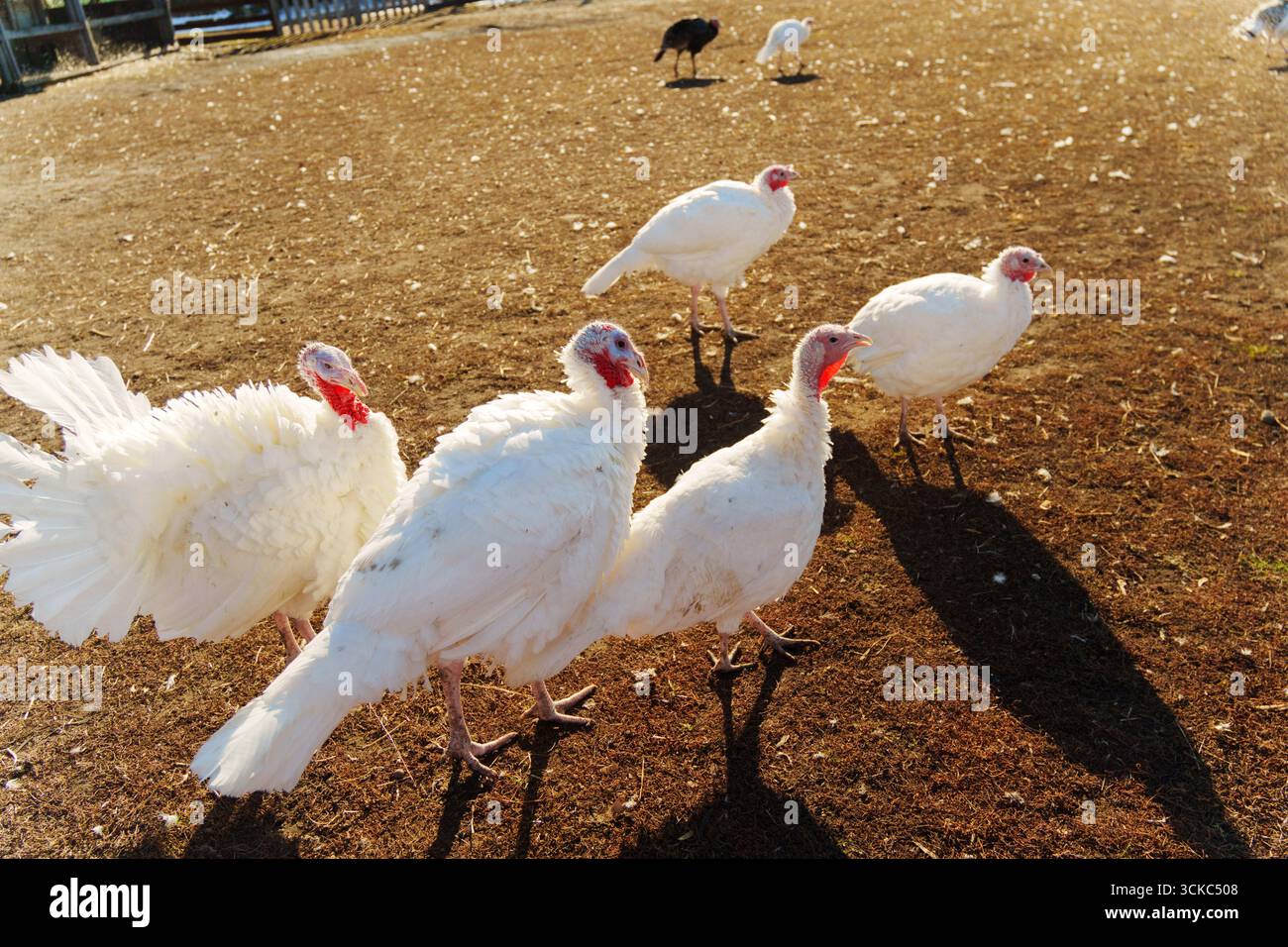Two white turkeys wander across the brown, straw-covered ground of a ...