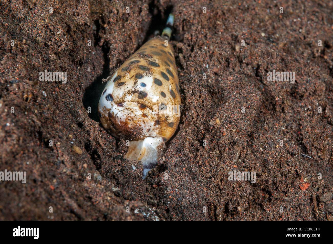 Cone snail indonesia hi-res stock photography and images - Alamy