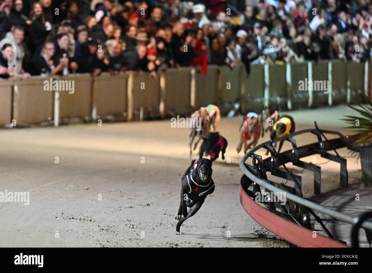 Huge crowds attend the iconic Dapto Greyhound Races also known as the ...