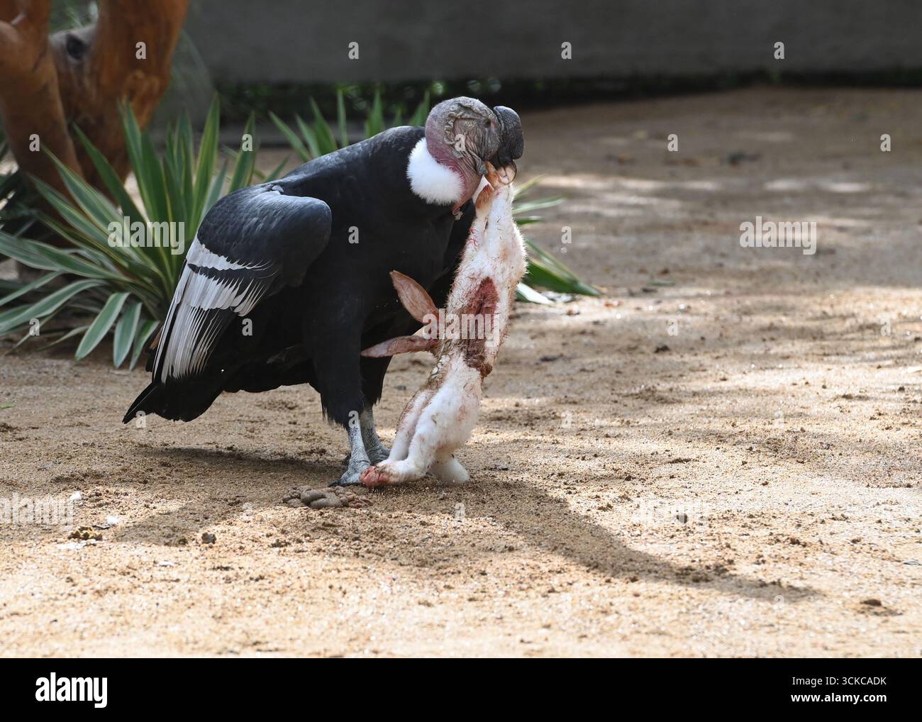 The Olomouc Zoo placed an adult pair of the Andean condor (Vultur ...