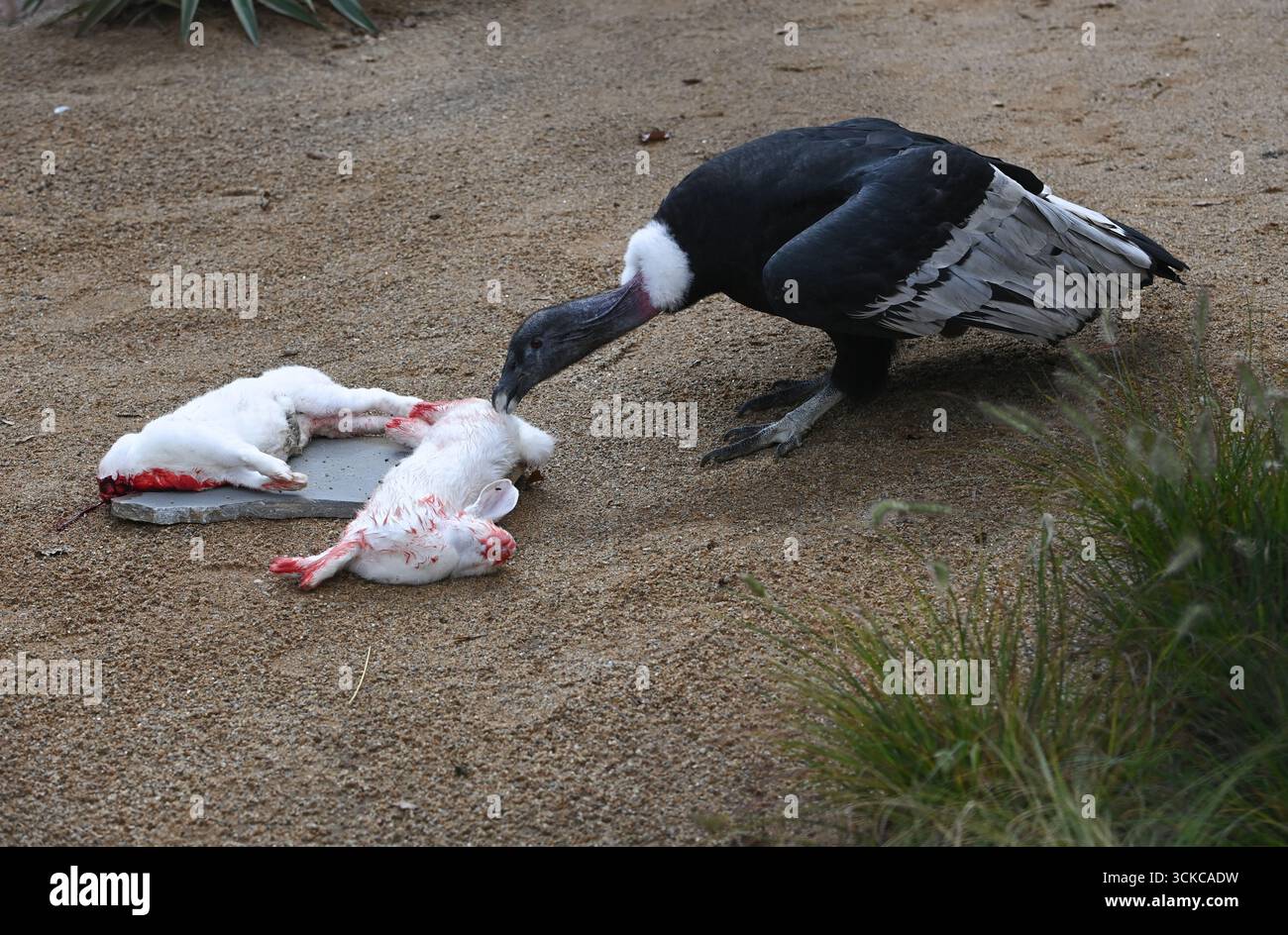 The Olomouc Zoo placed an adult pair of the Andean condor (Vultur ...