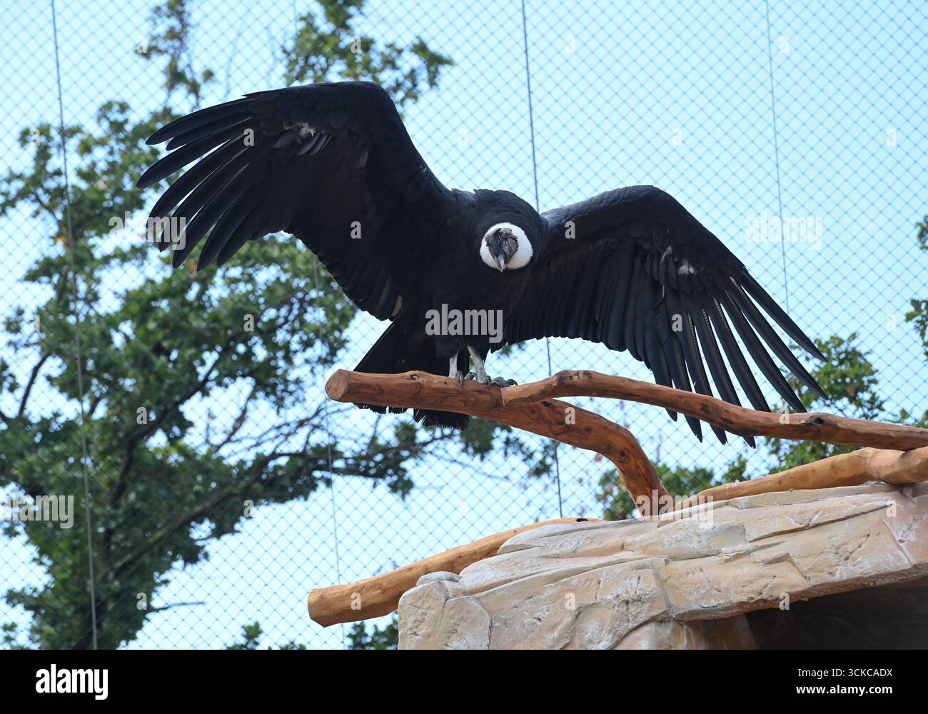 The Olomouc Zoo placed an adult pair of the Andean condor (Vultur ...