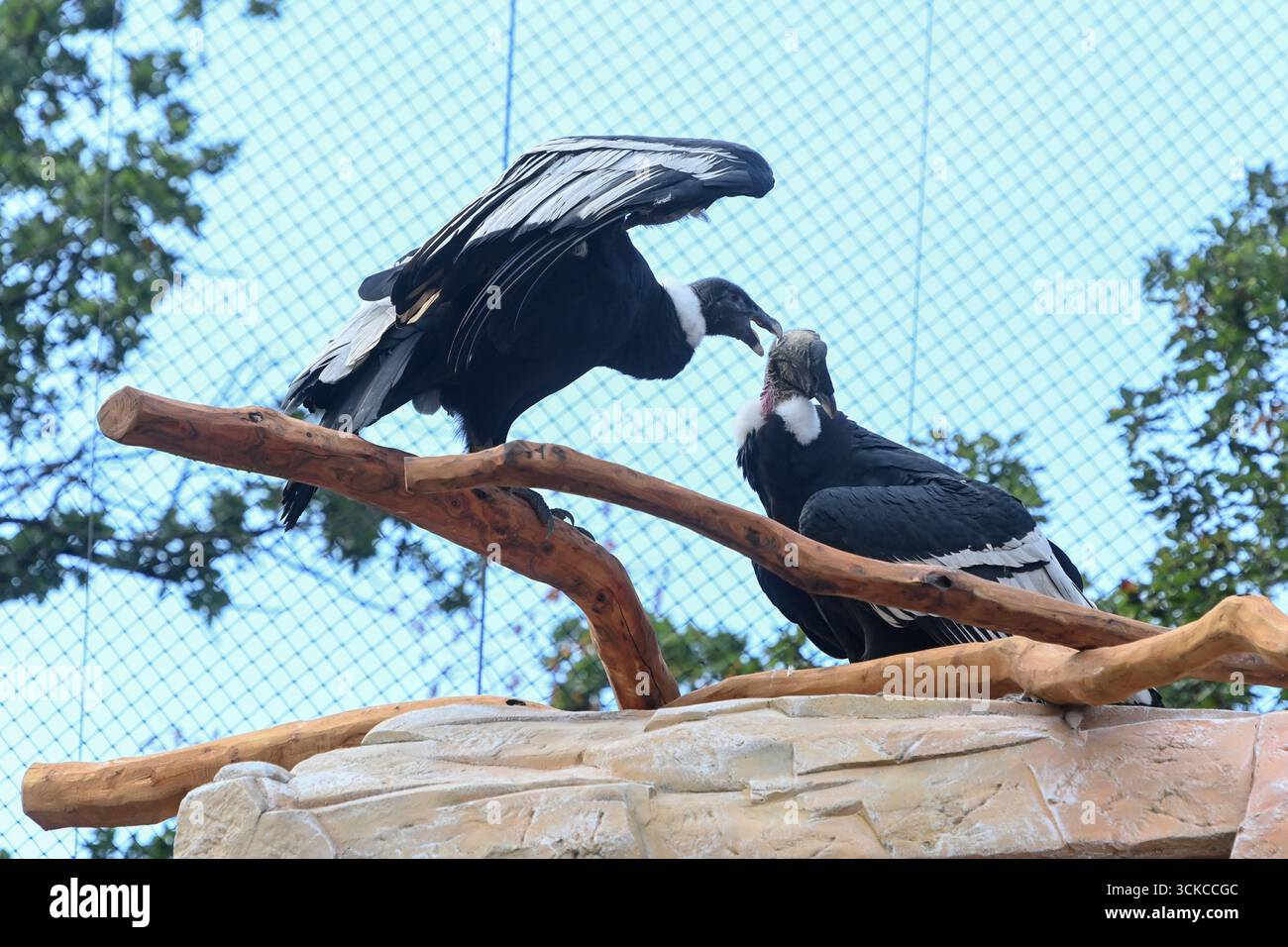 Olomouc, Czech Republic. 11th Sep, 2025. The Olomouc Zoo placed an ...